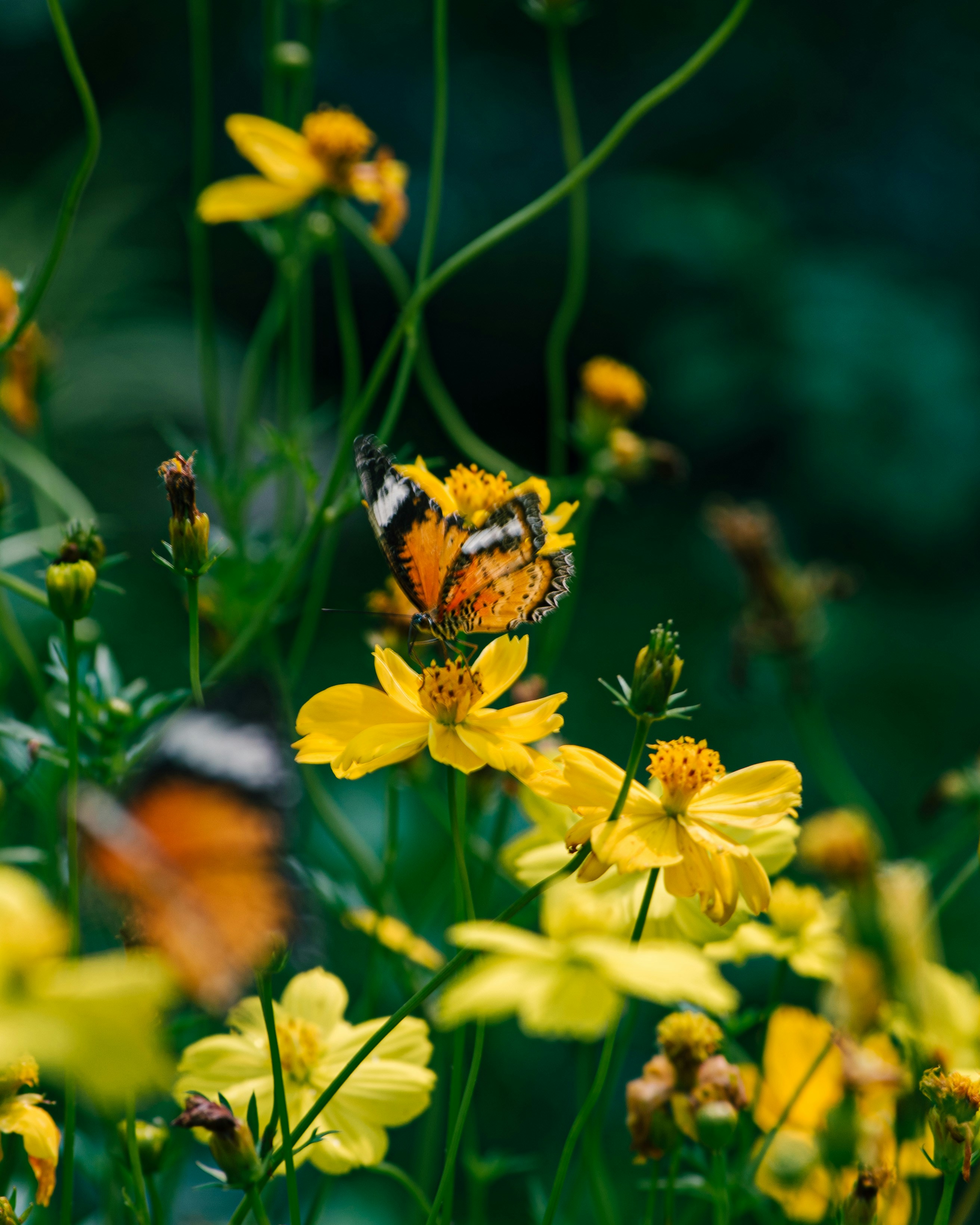 butterfly on cosmos flower
