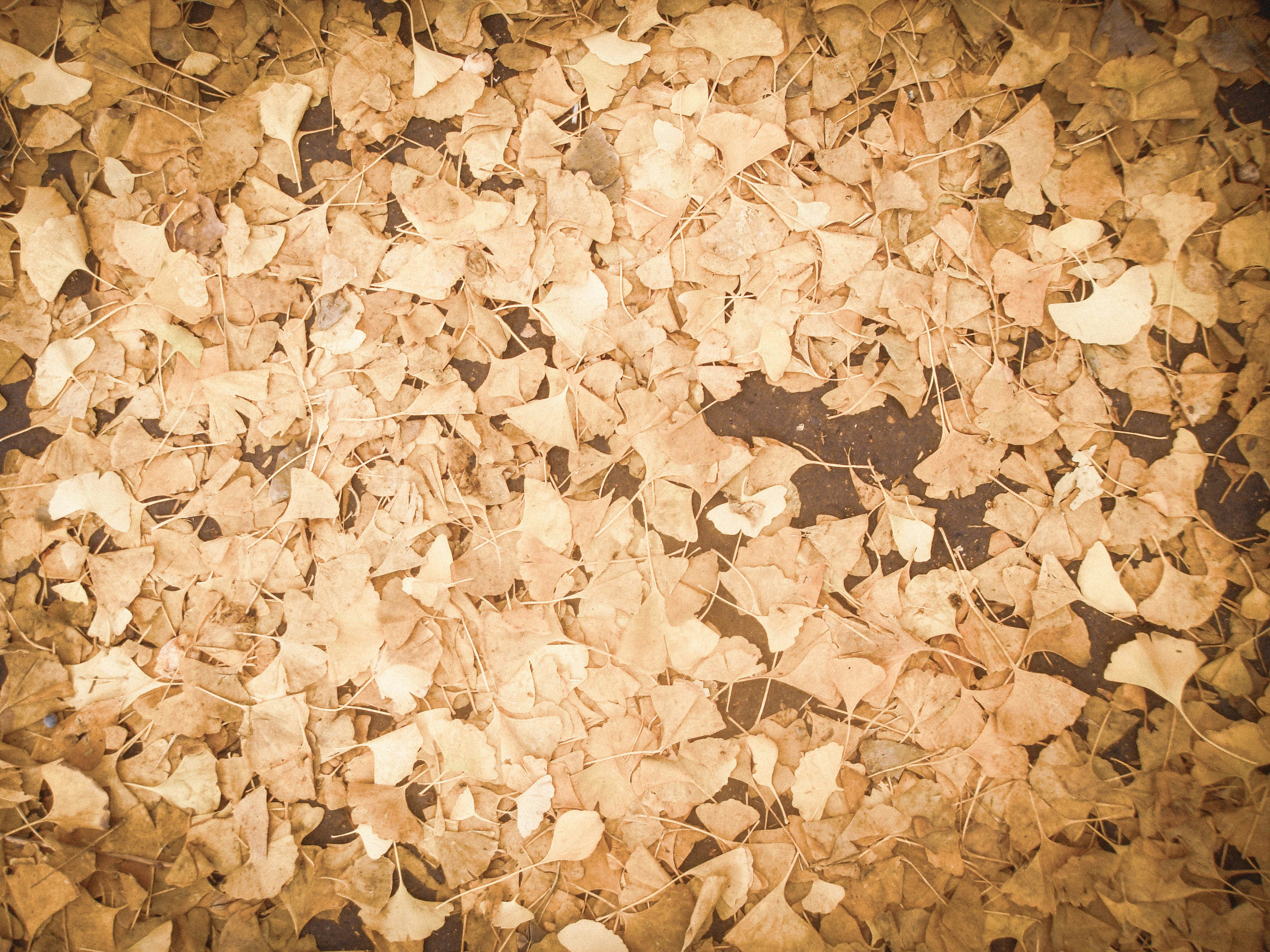 Photo by YiFan Han with Sony T300