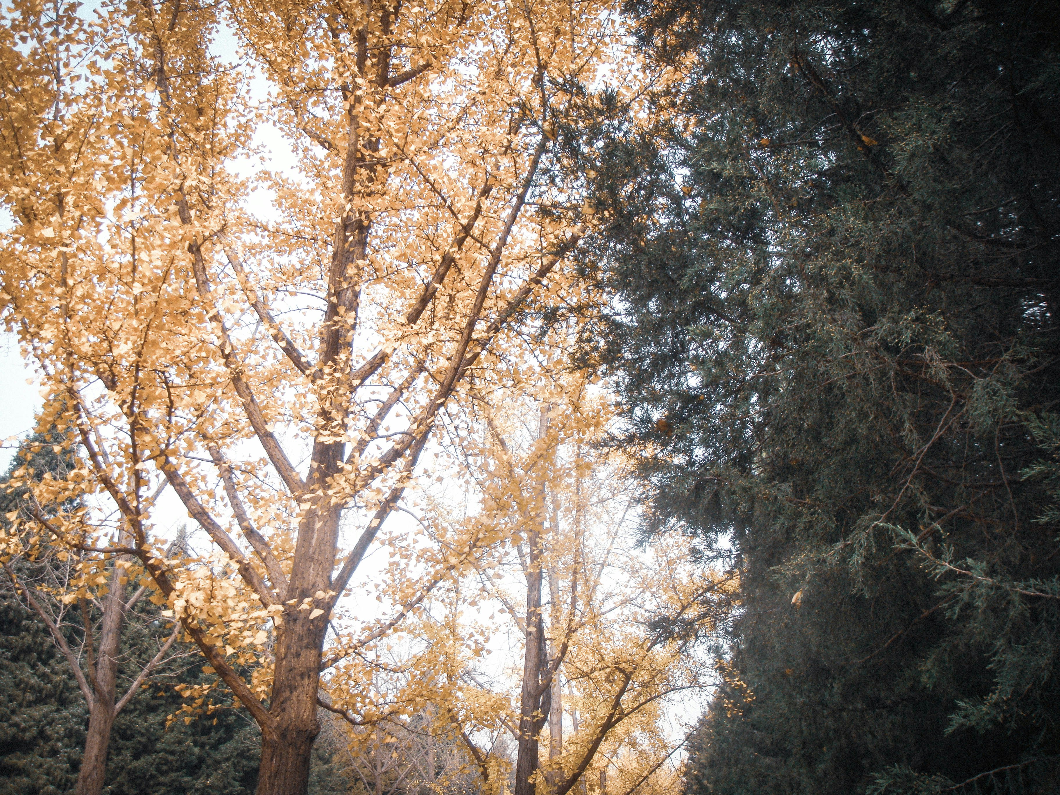 Photo by YiFan Han with Sony T300