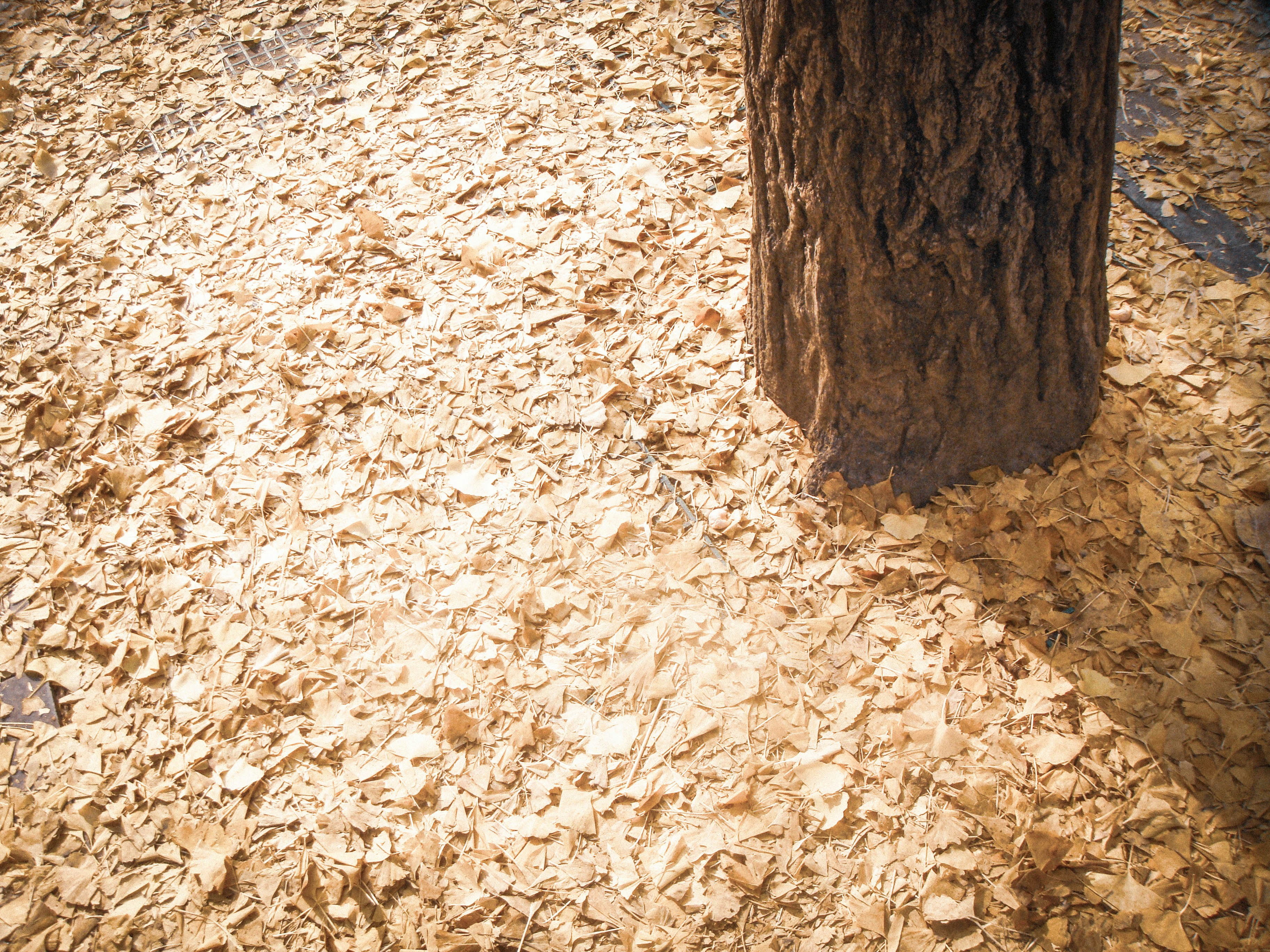 Photo by YiFan Han with Sony T300