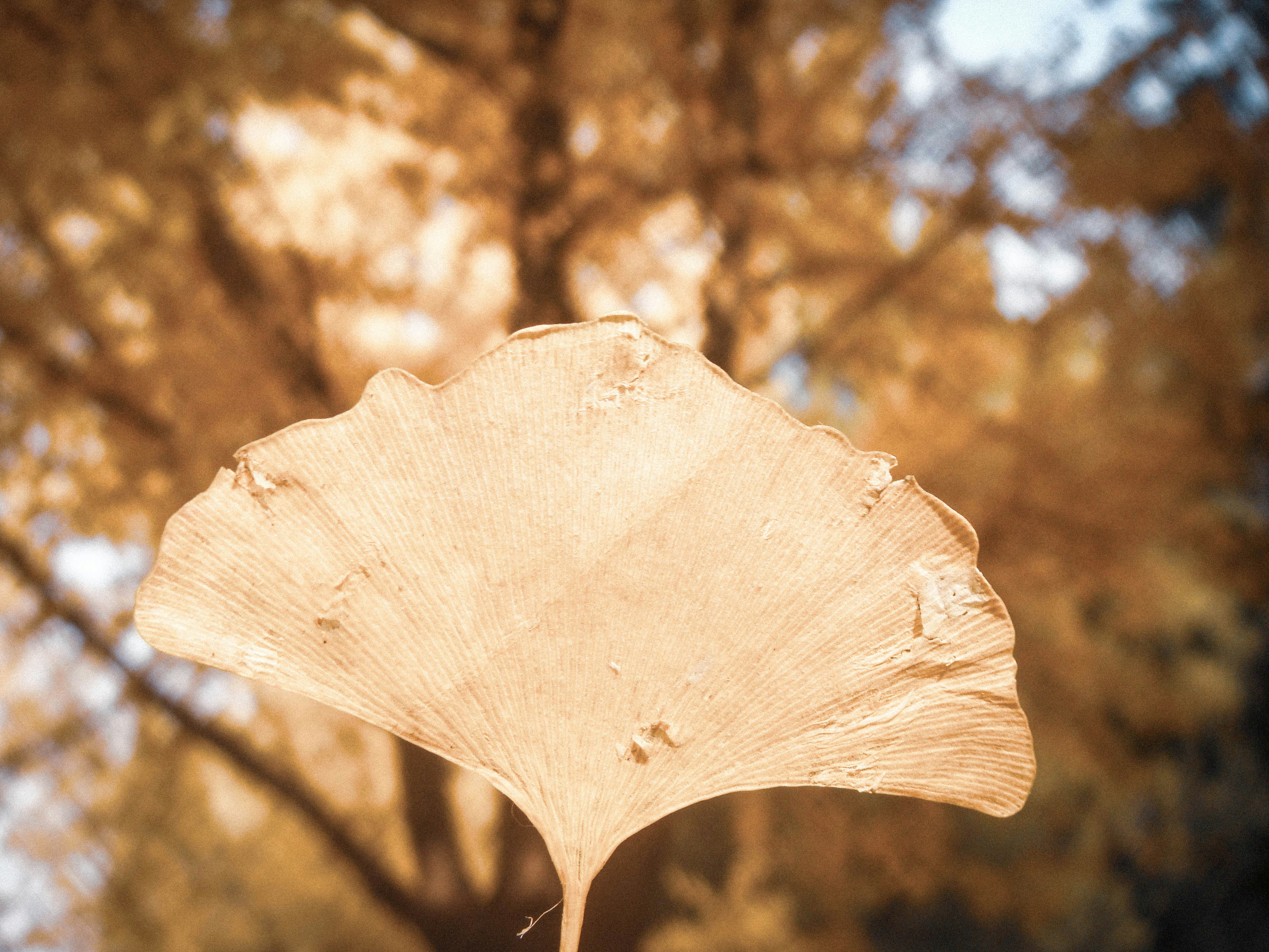 A single dried ginkgo leaf in autumn