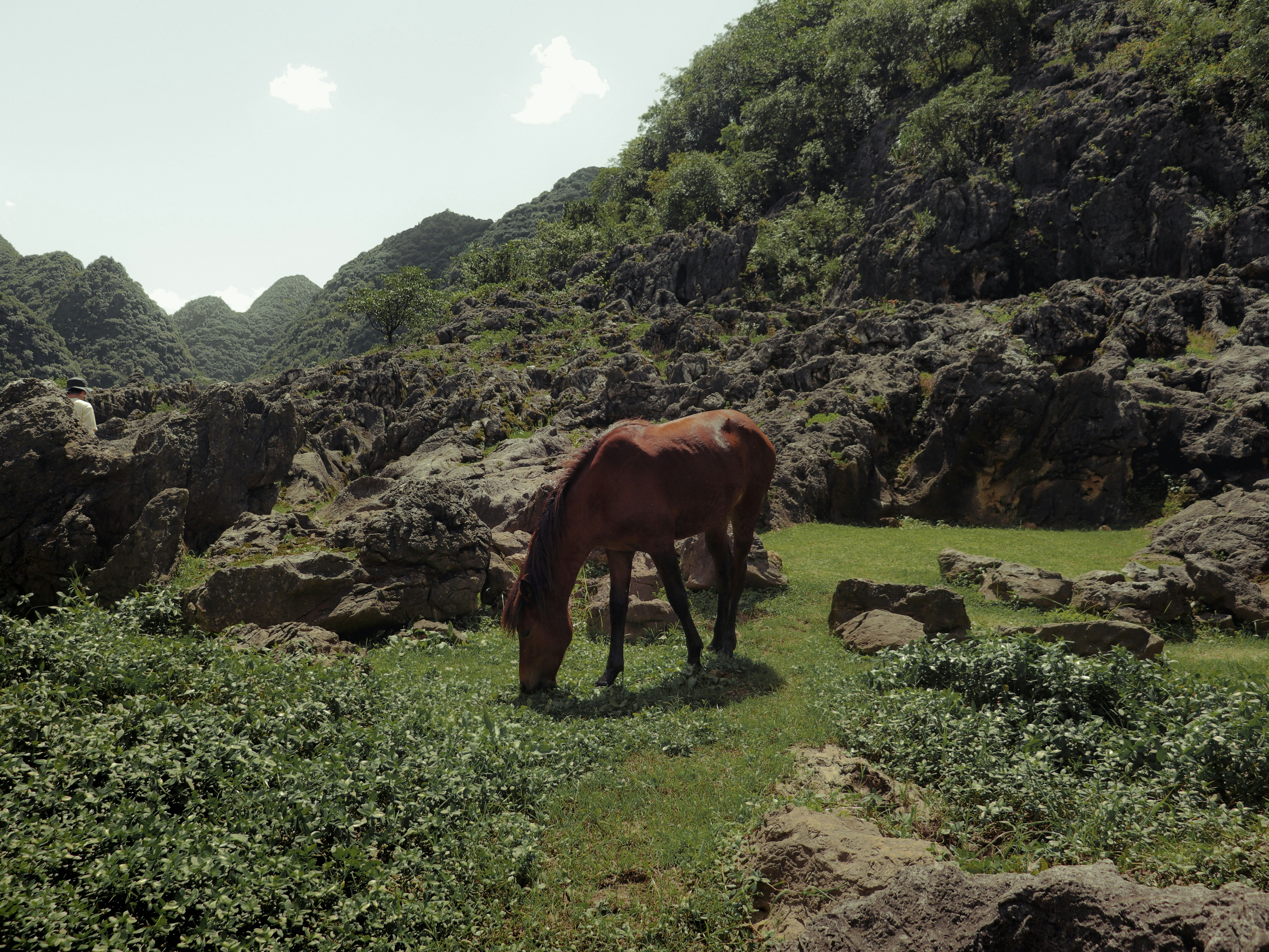 Verdant Trail Between Granite Giants: A Chestnut Horse at Rest