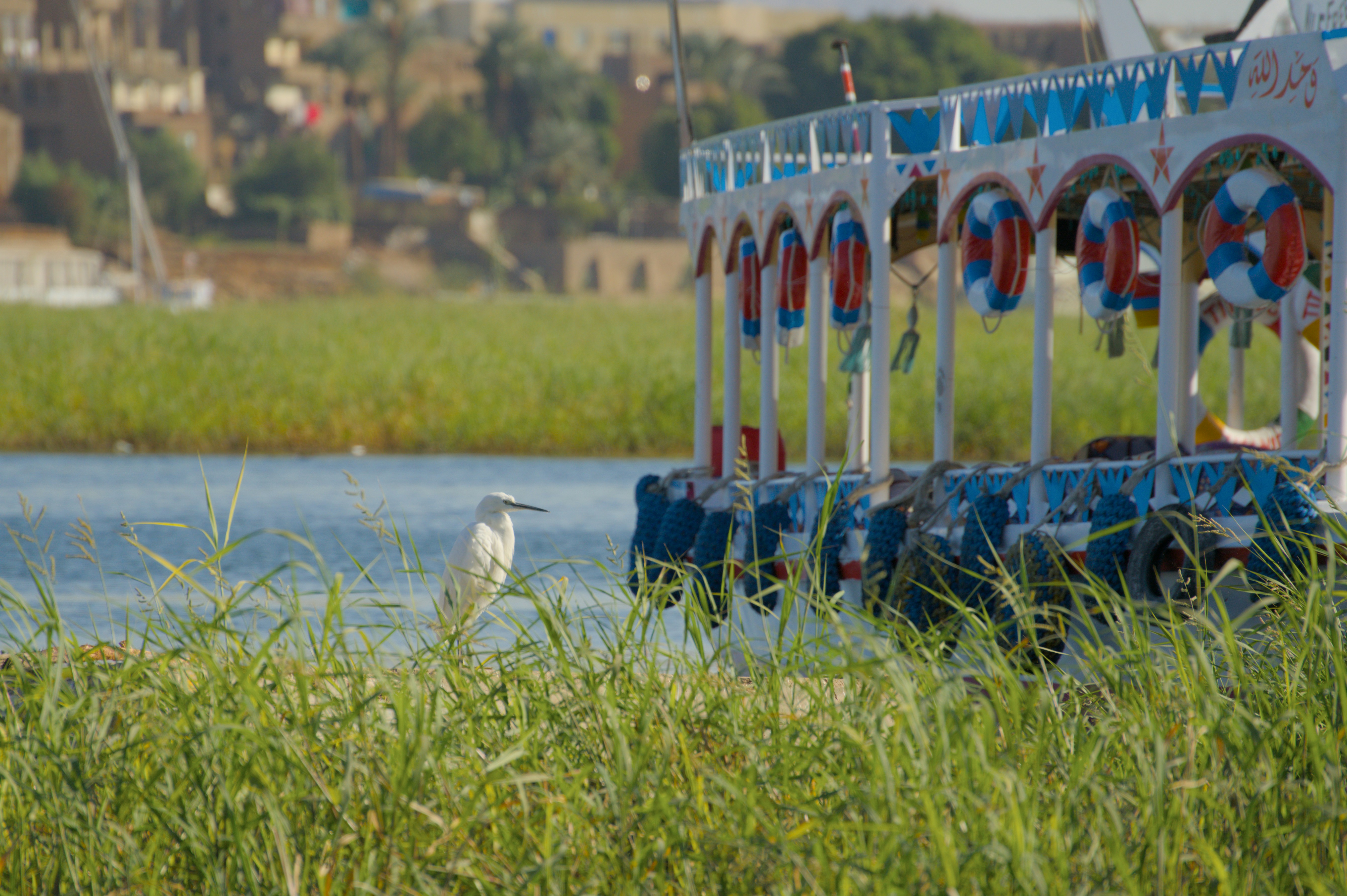 White Heron Vigil by the Reed Bed and a Colorful Riverside Ferry