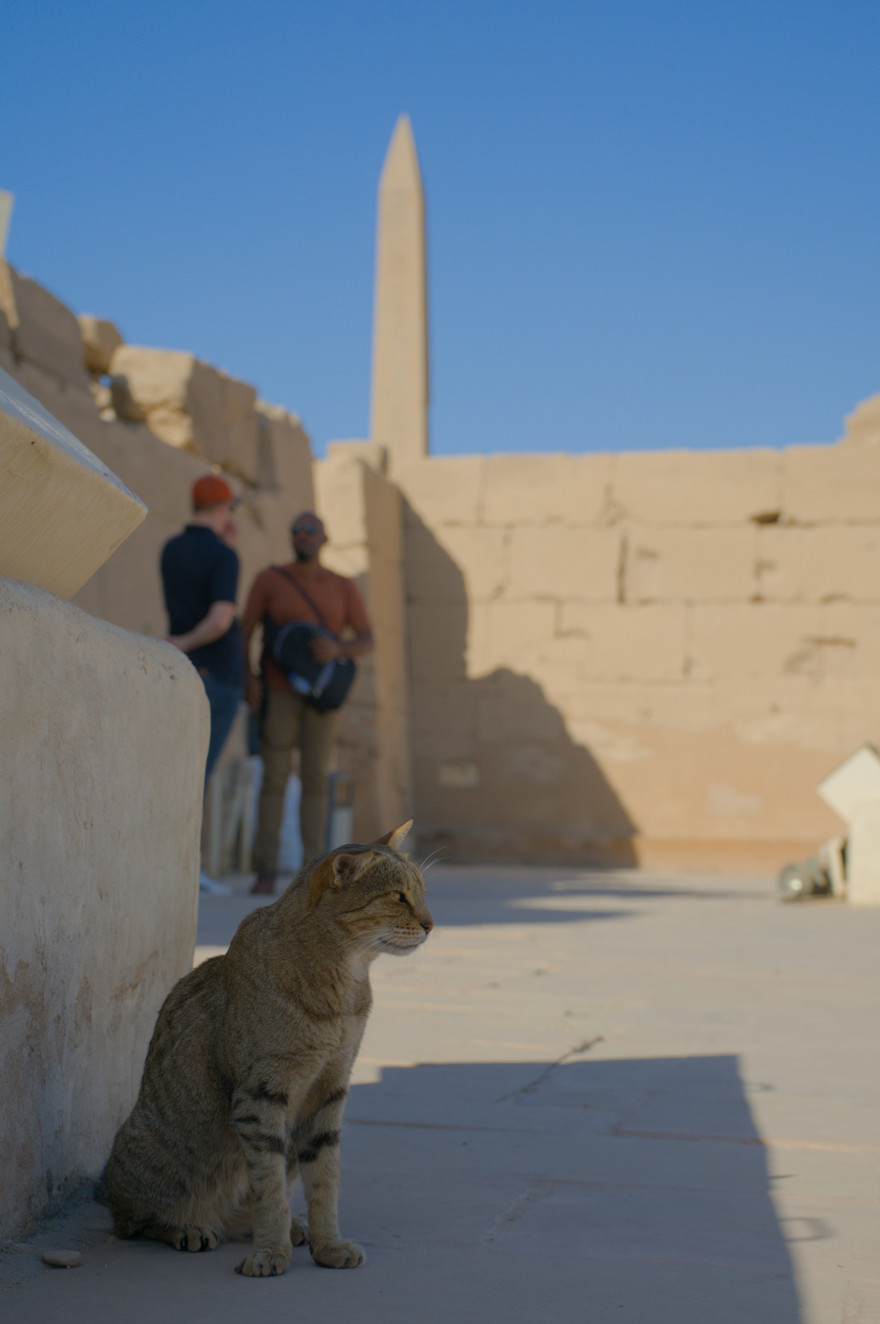 Sentry Cat in a Sunlit Egyptian Courtyard with an Obelisk
