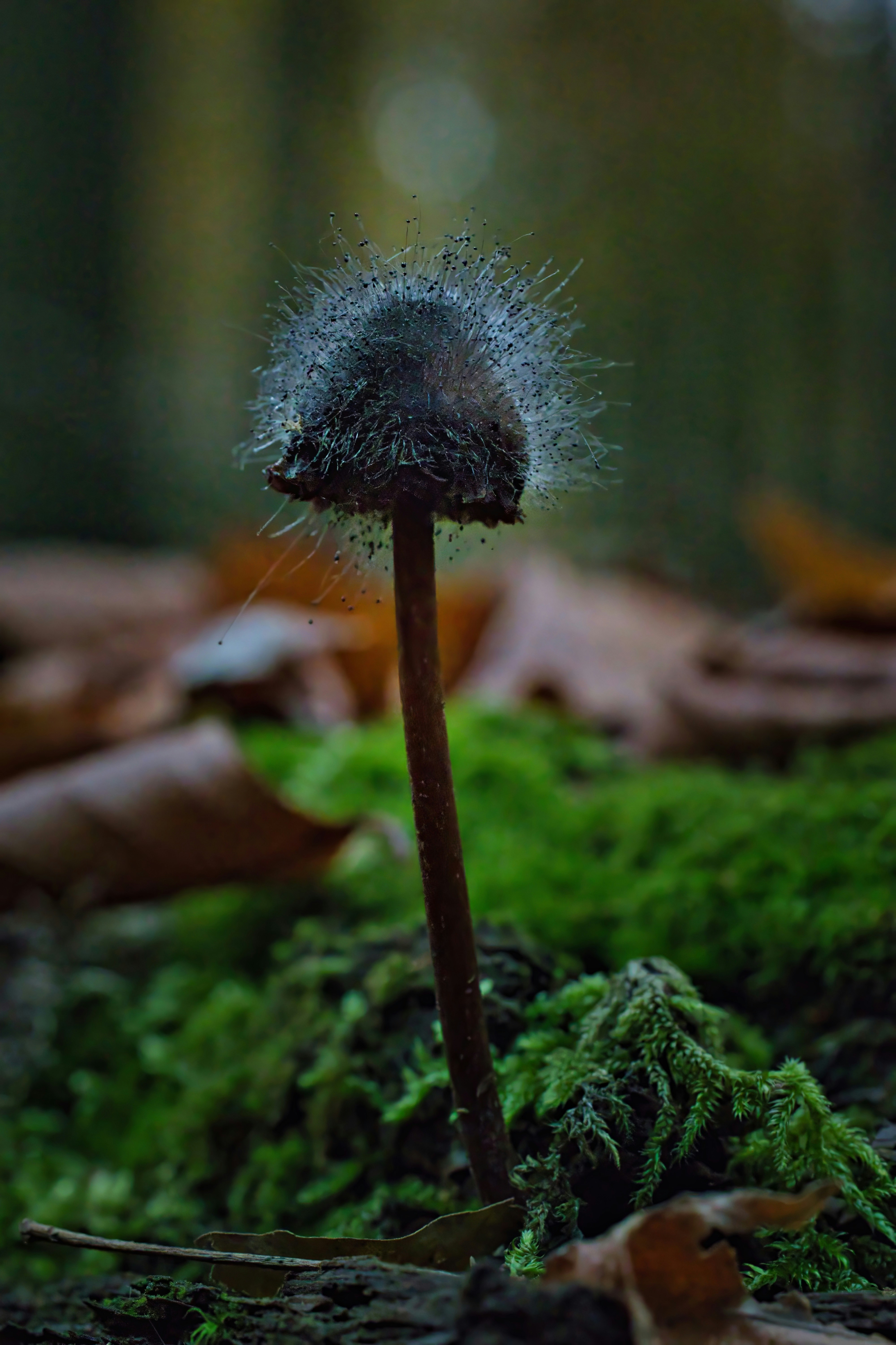 Forest Floor Bloom: A Close-up of a Delicate Seed Head Rising from Moss