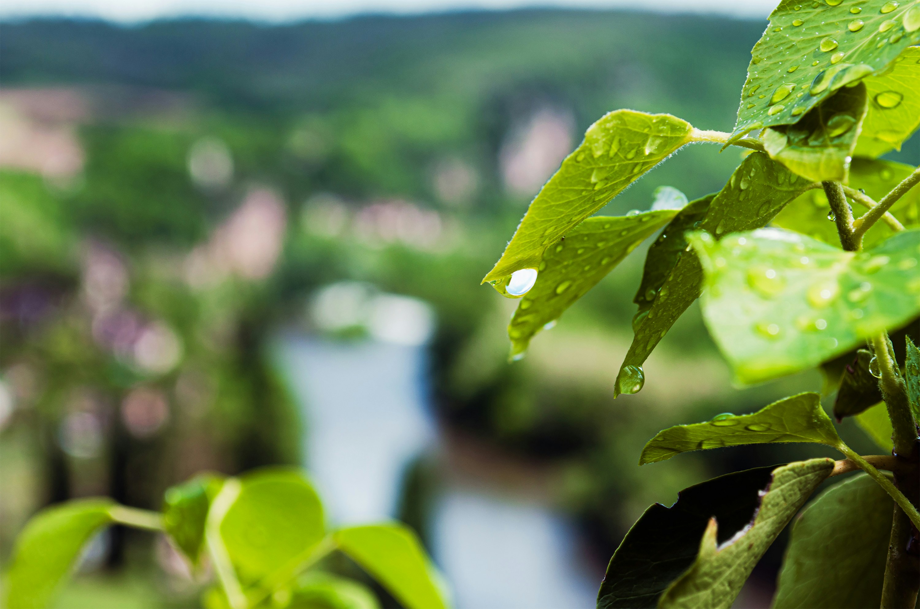 Dew-Kissed Leaves Framing a Quiet Riverside Blur