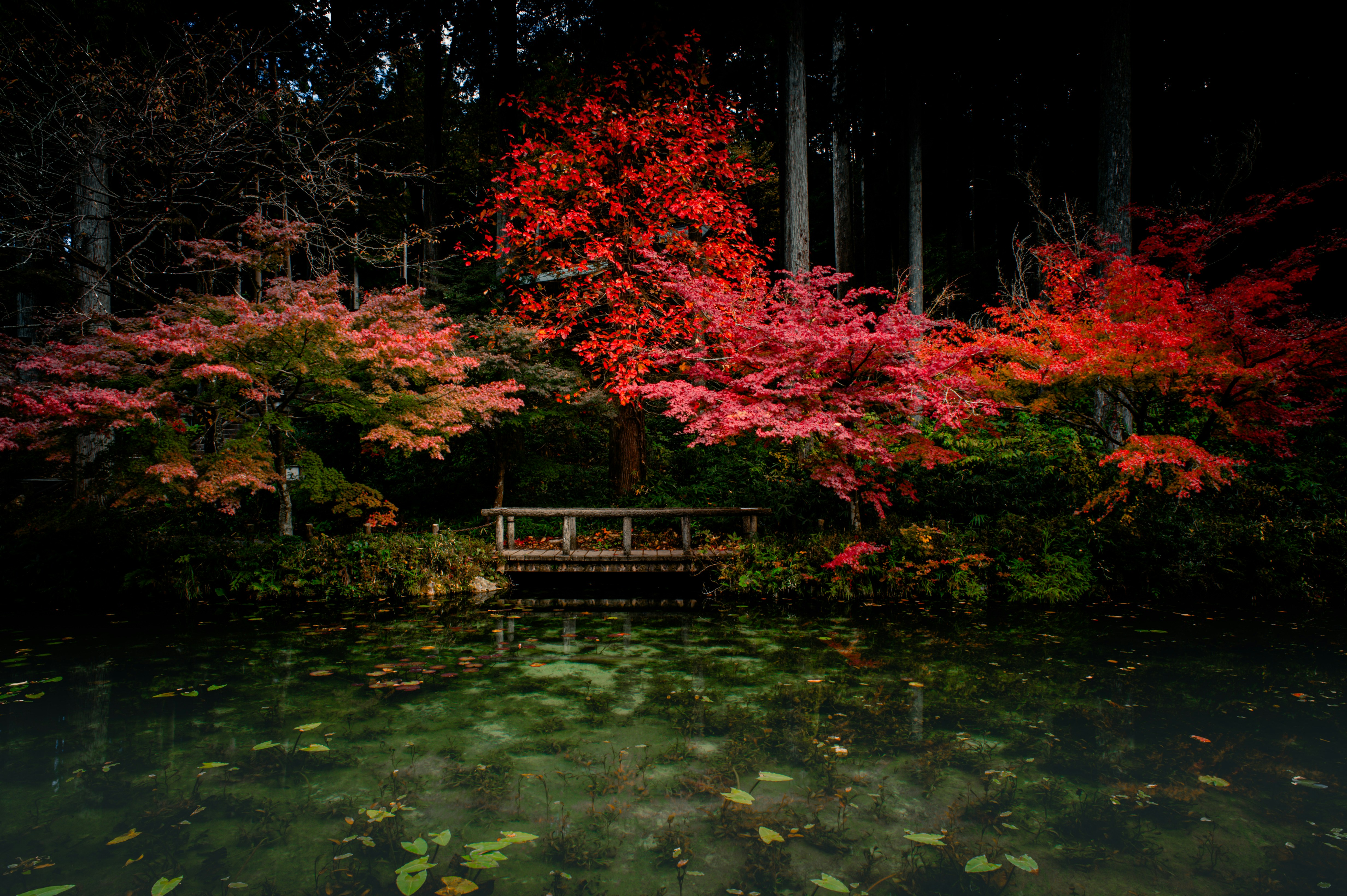 Crimson Canopy Framing a Quiet Pond and Bridge