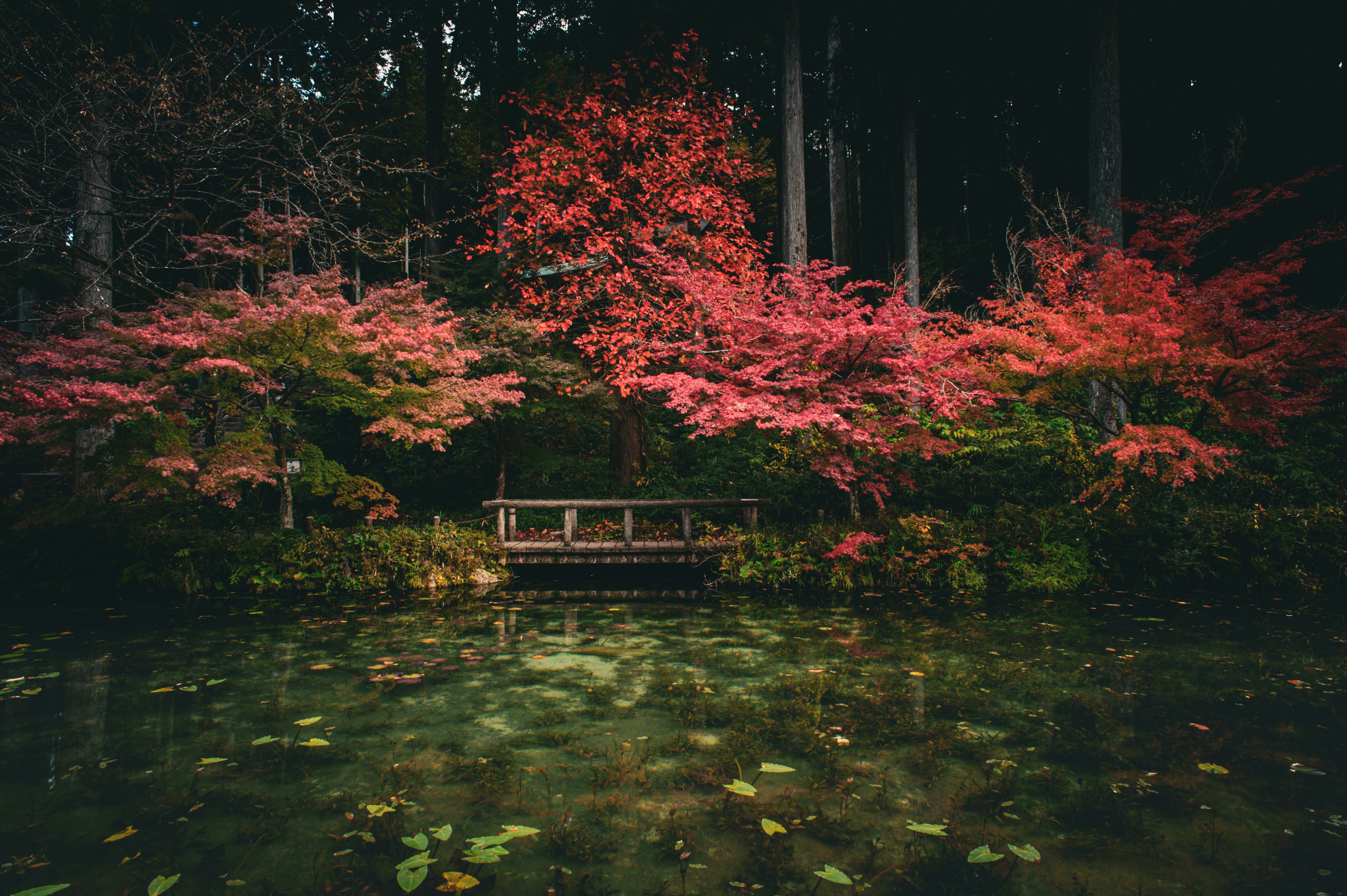 Crimson Canopy Over a Tranquil Pond: A Quiet Autumn Bridge