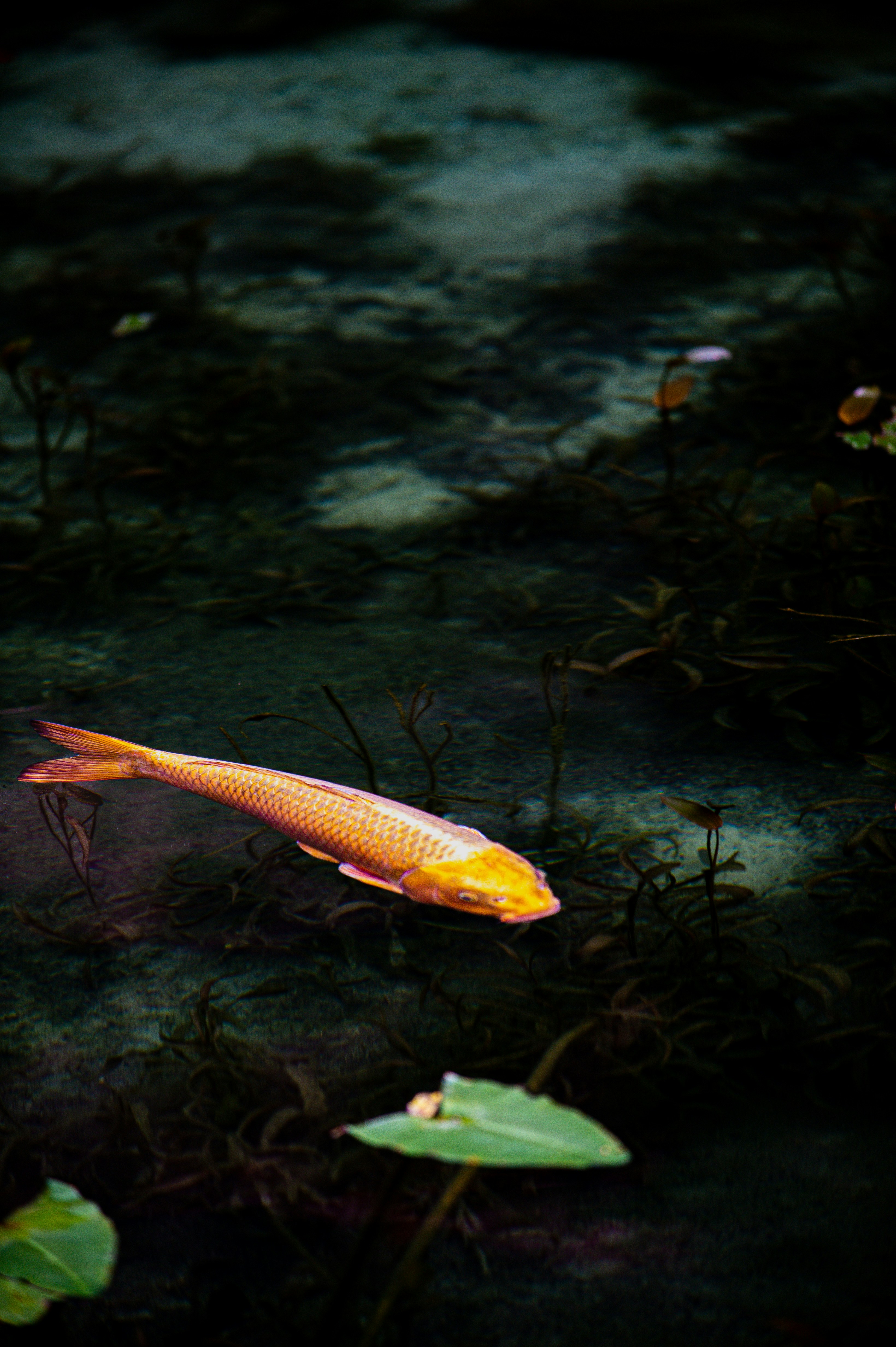 Glow of a Golden Koi in a Shadowed Pond