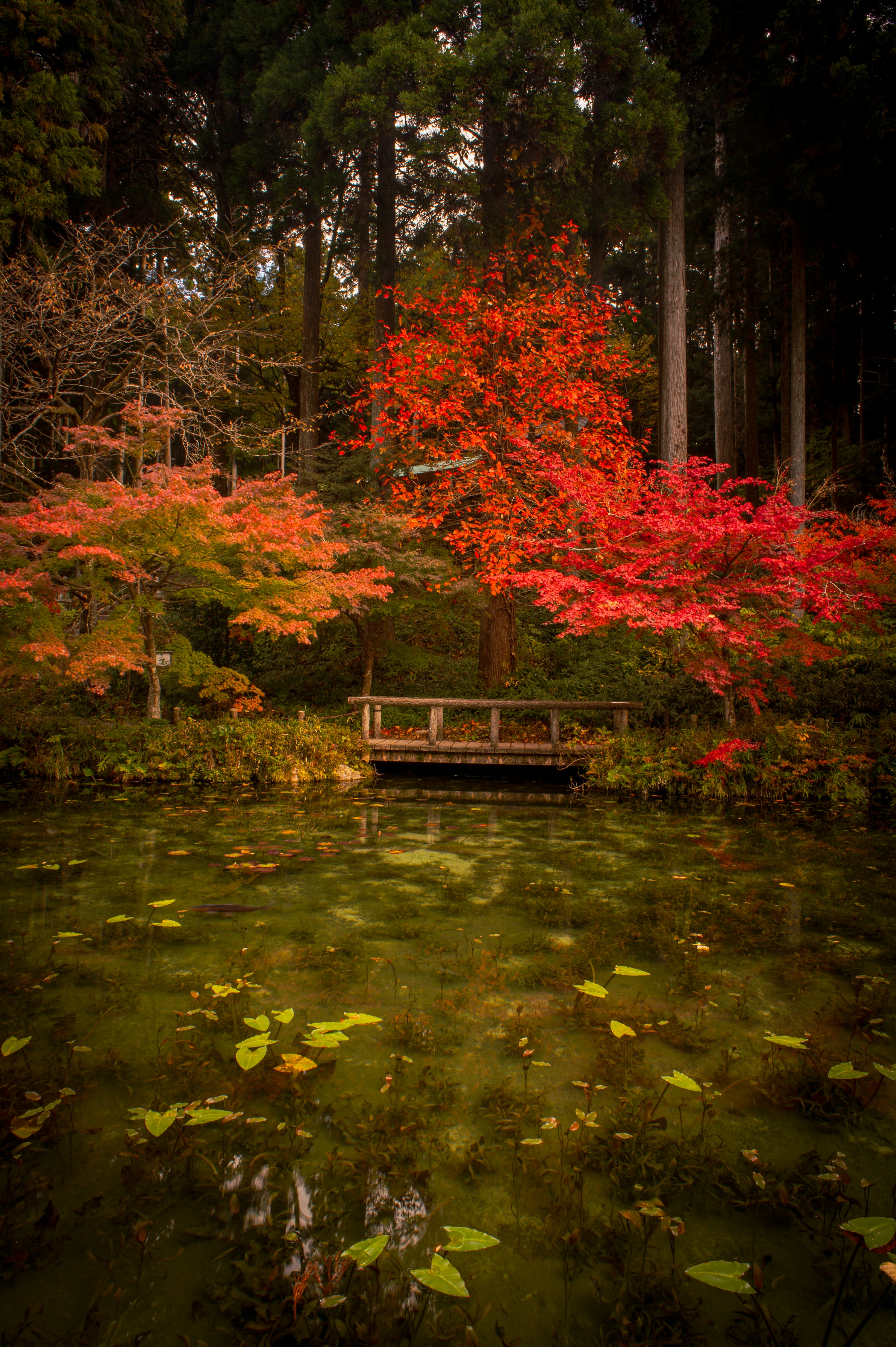 Crimson Canopy Over a Tranquil Pond Bridge