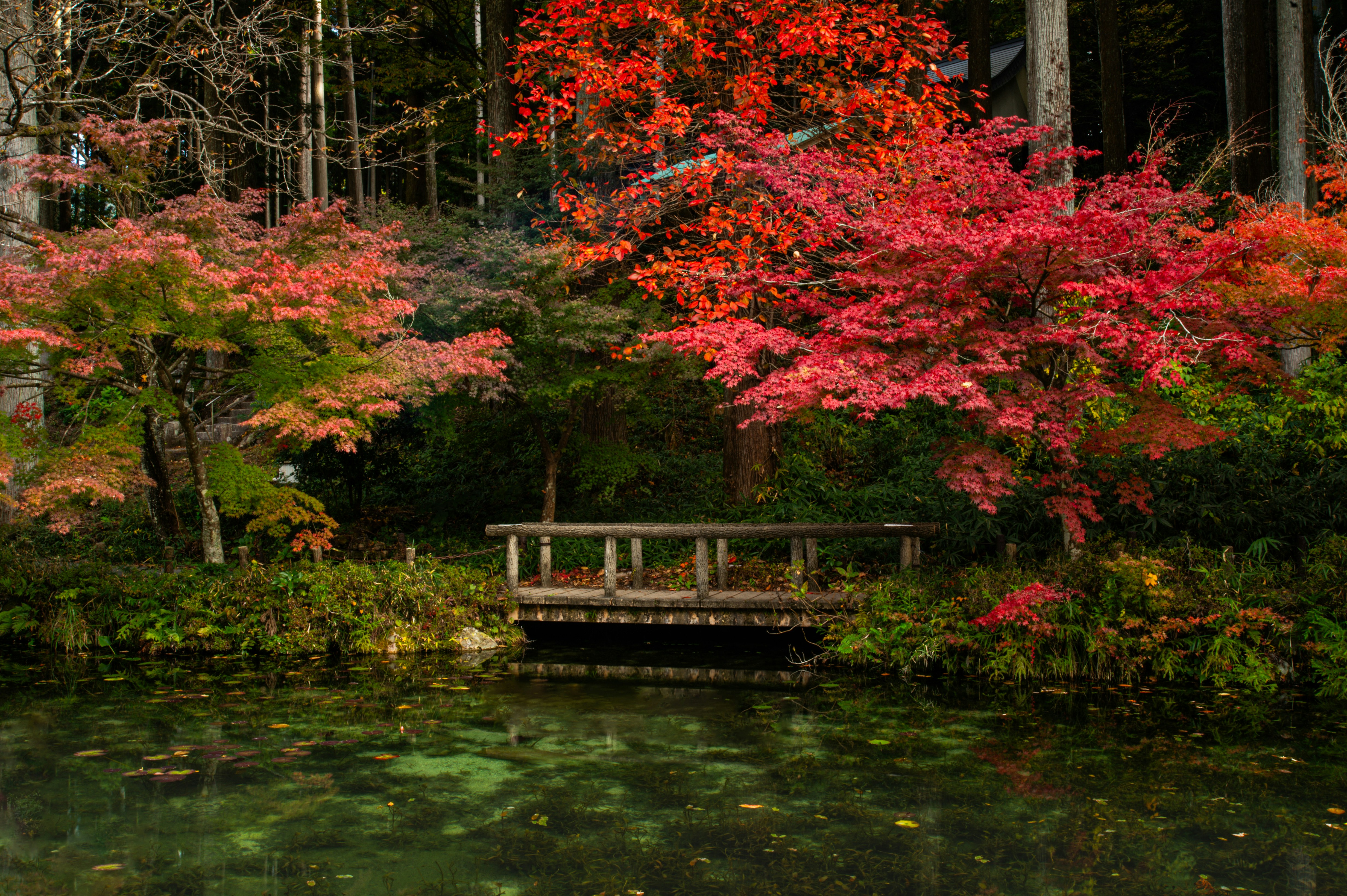 Crimson Canopy Over a Quiet Pond Bridge