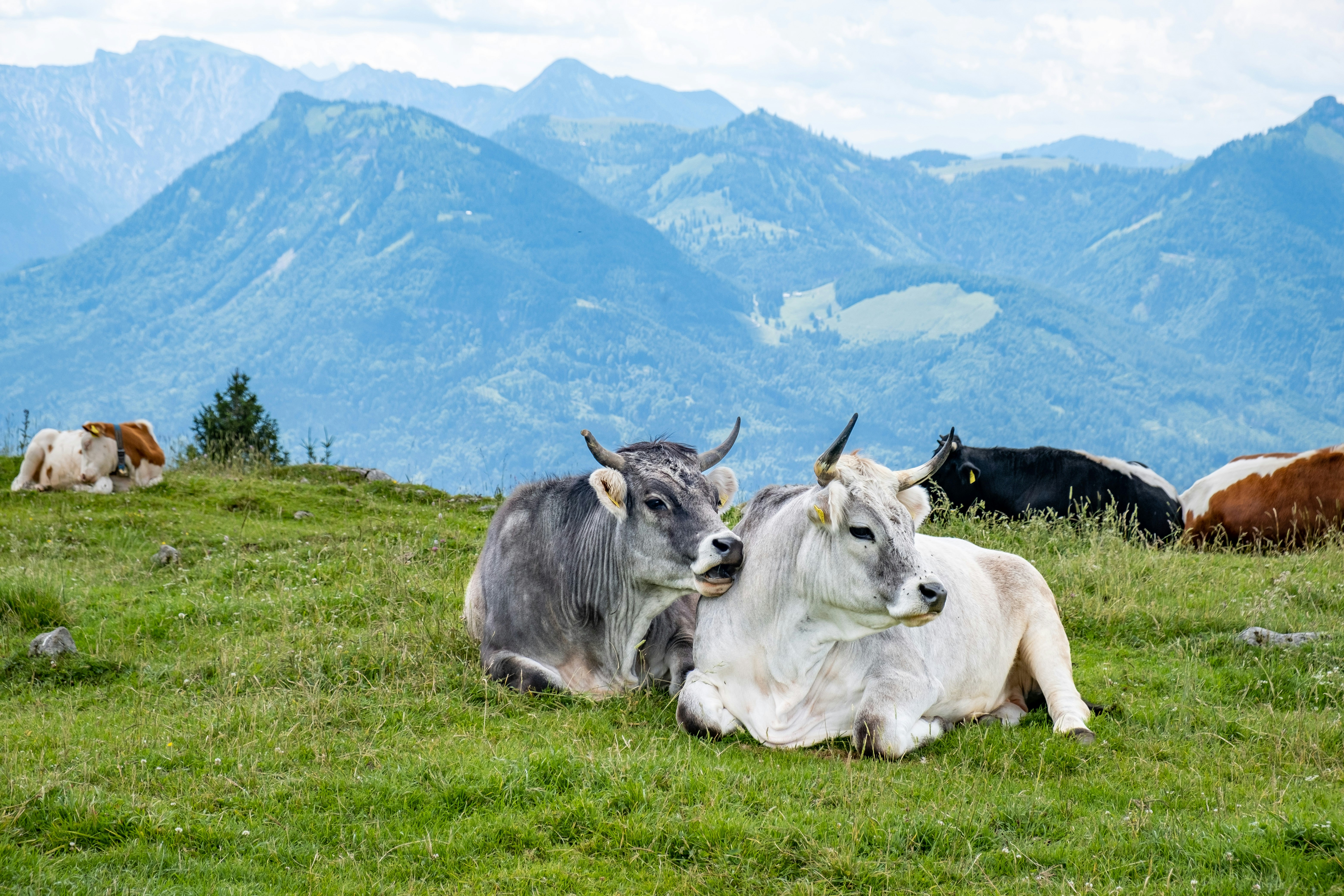 Alpine Rest: Two White Cattle Lounge on a Meadow Beneath a Grand Mountain Range