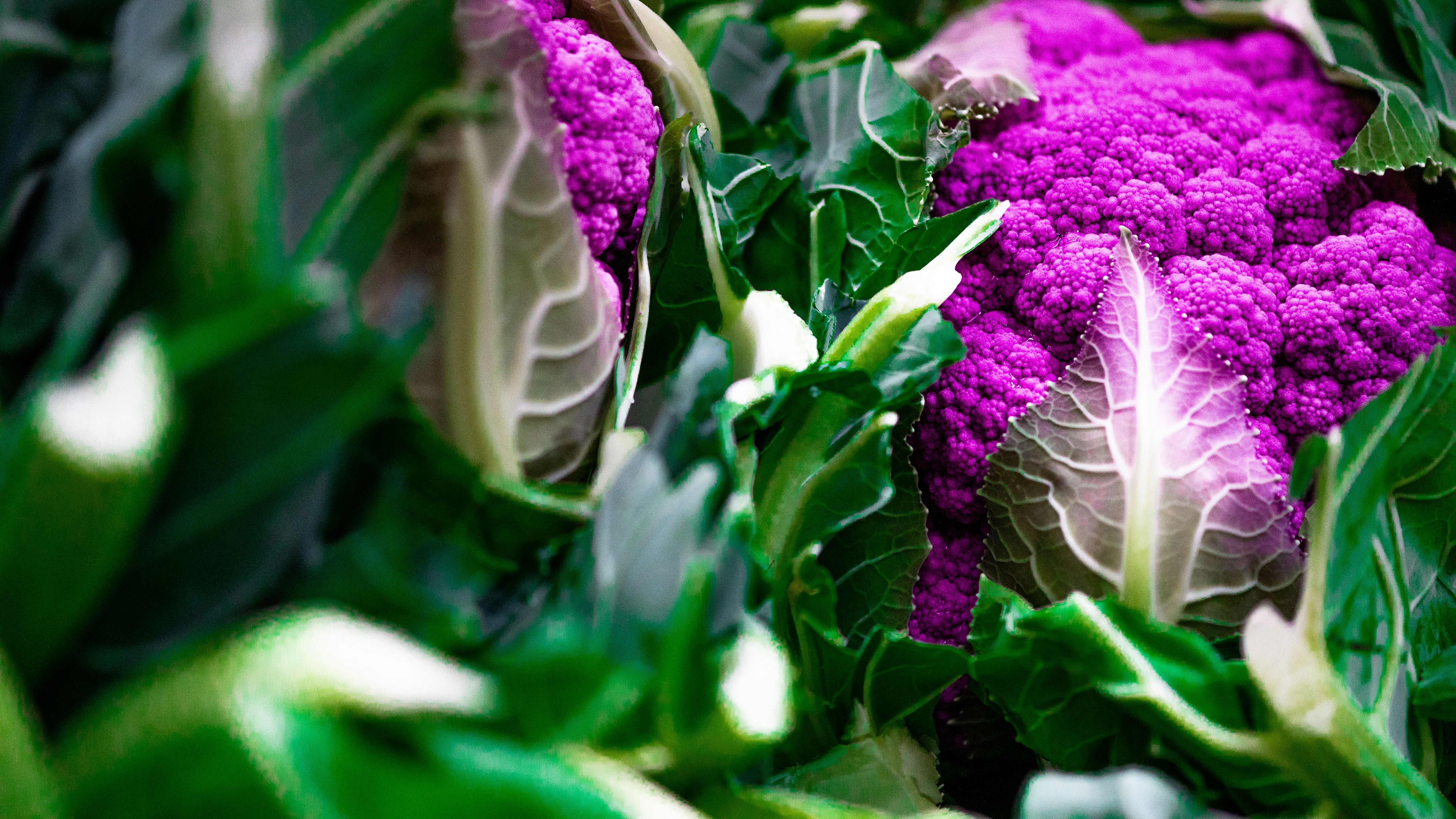 Electric Purple Cauliflower Surrounded by Verdant Green Fronds