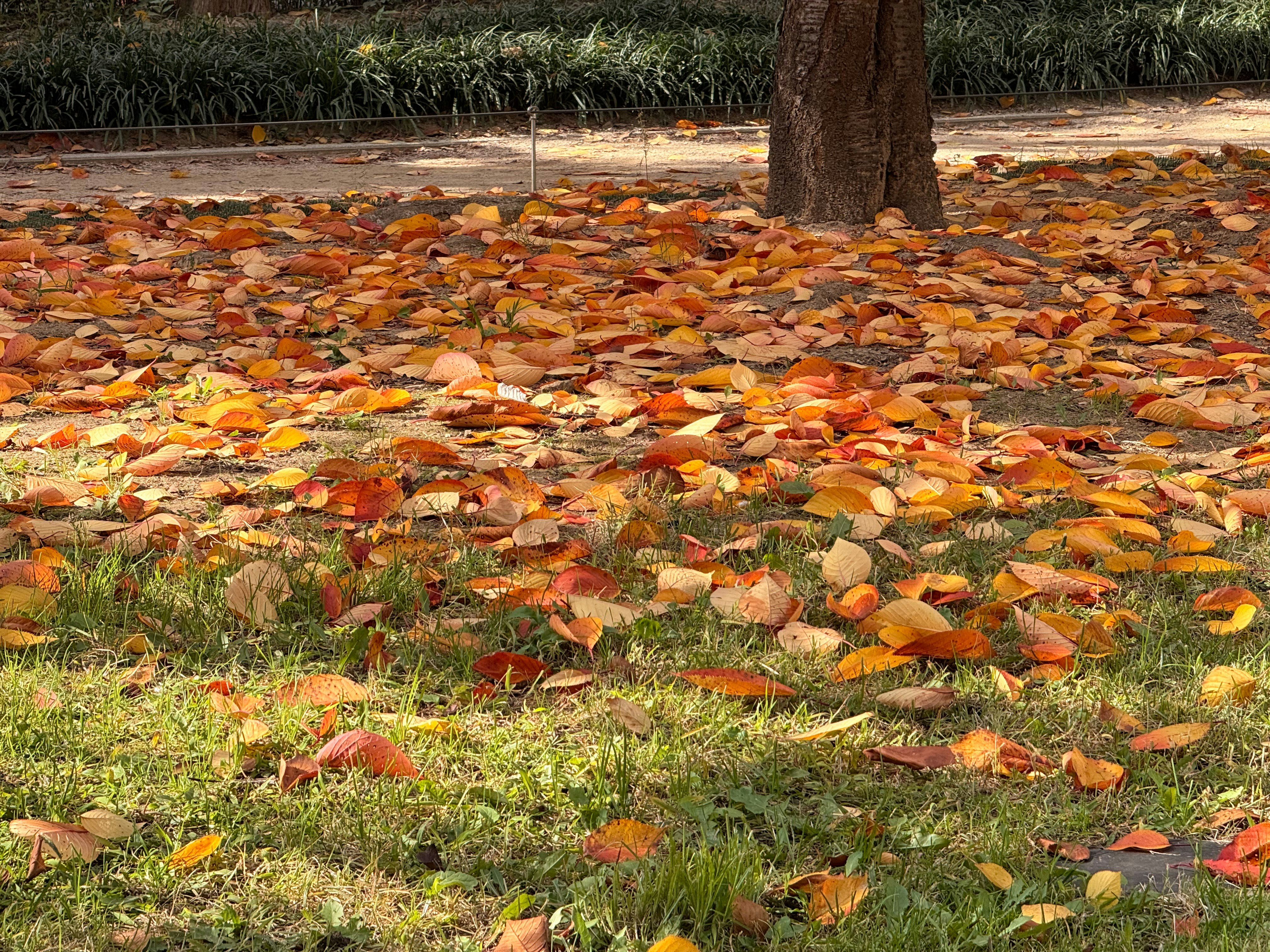 Autumn's Quiet Trunk Amid an Amber Leaf Carpet