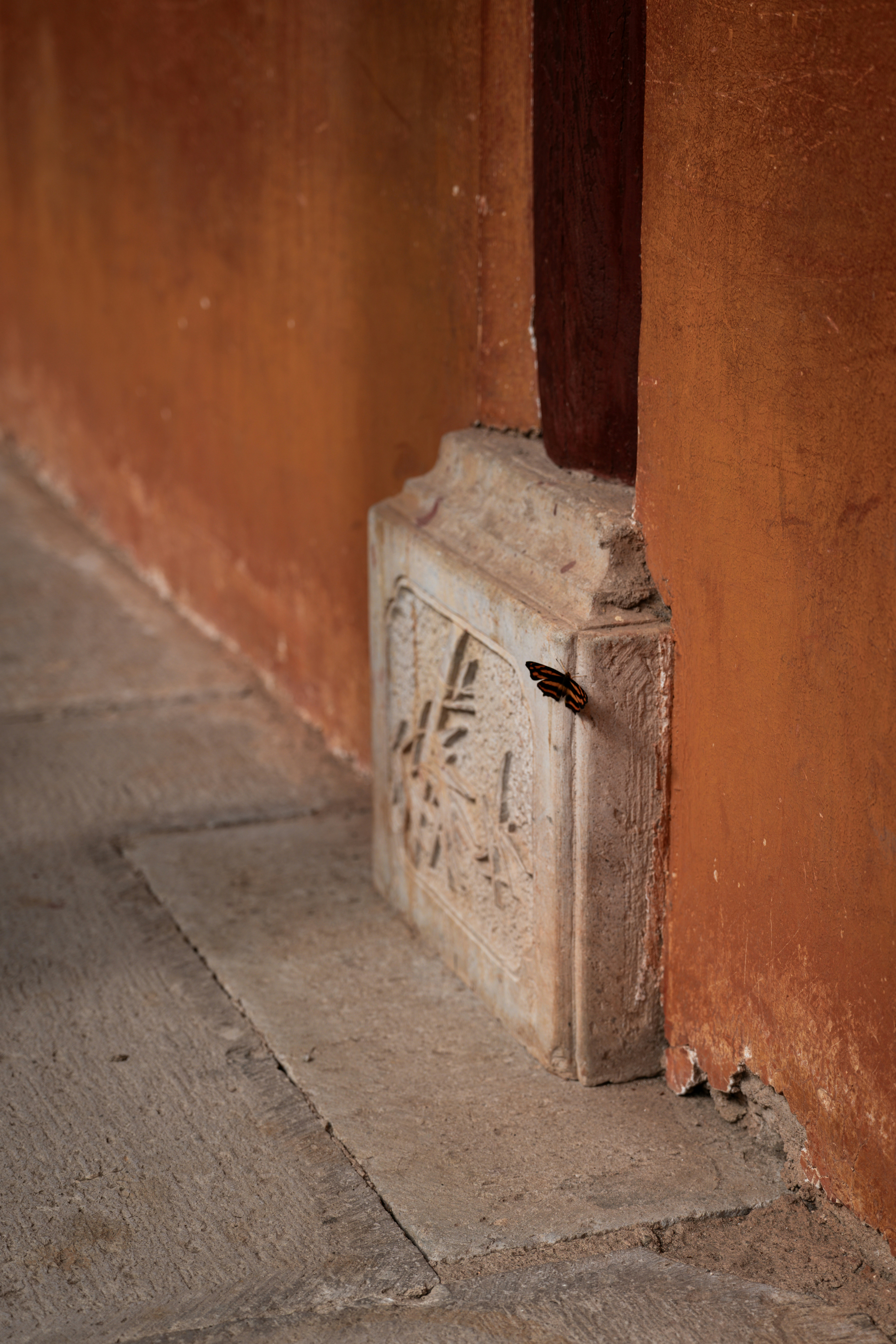 Dragonfly on a Weathered Threshold: A Quiet Moment by the Rust-Orange Wall