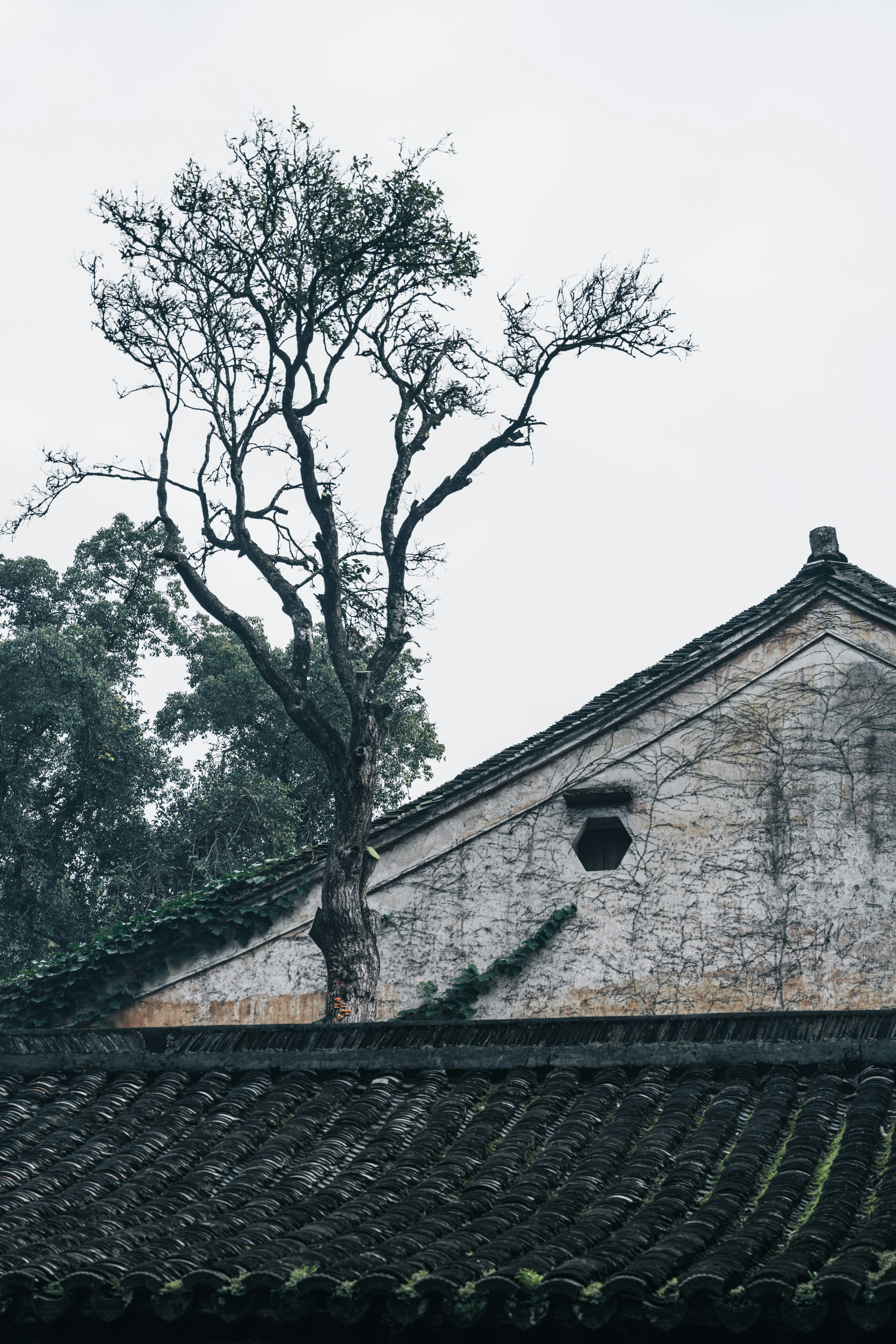 Photo by Rana Kaname with Sony Alpha 7R V