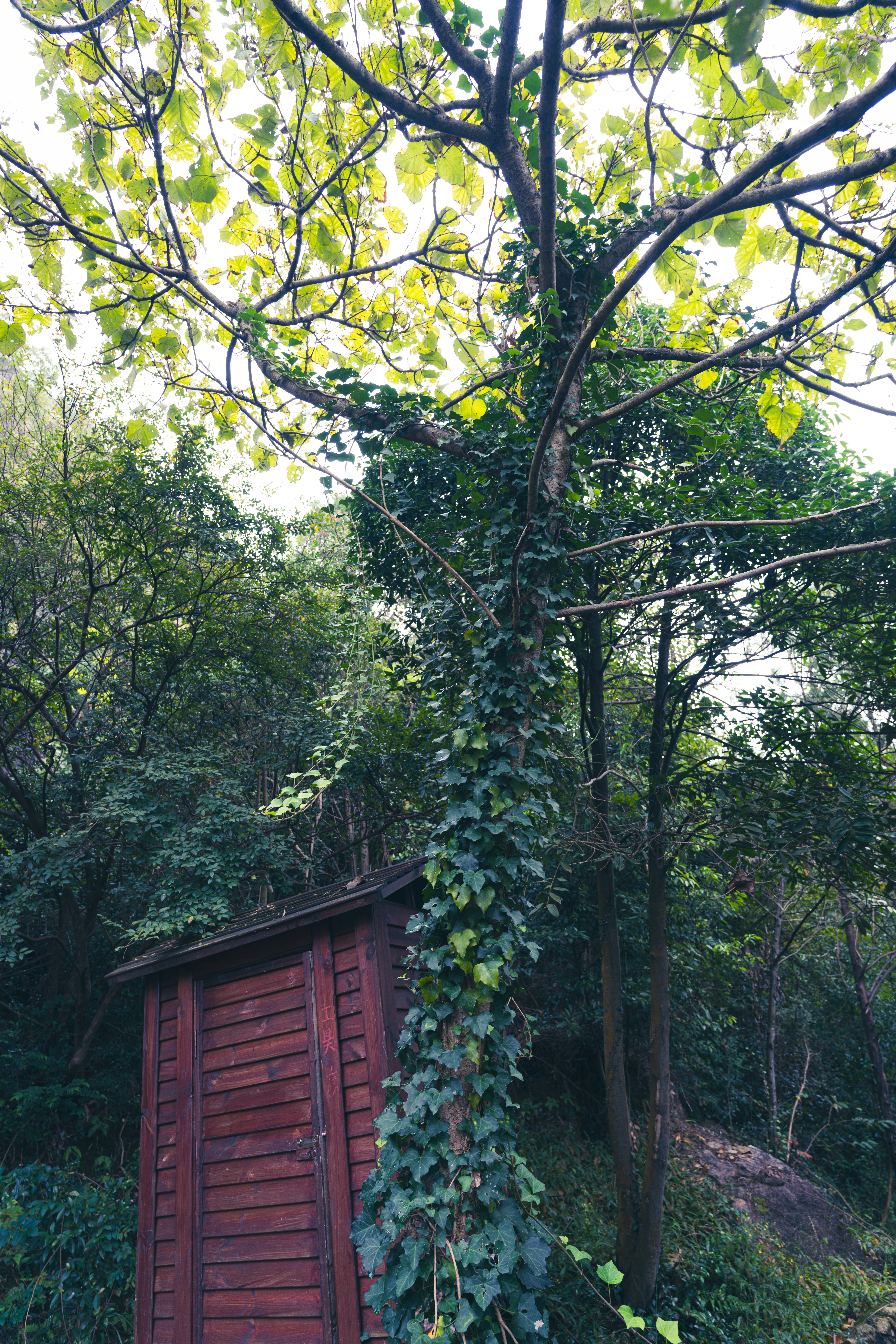 Photo by Rana Kaname with Sony Alpha 7R V