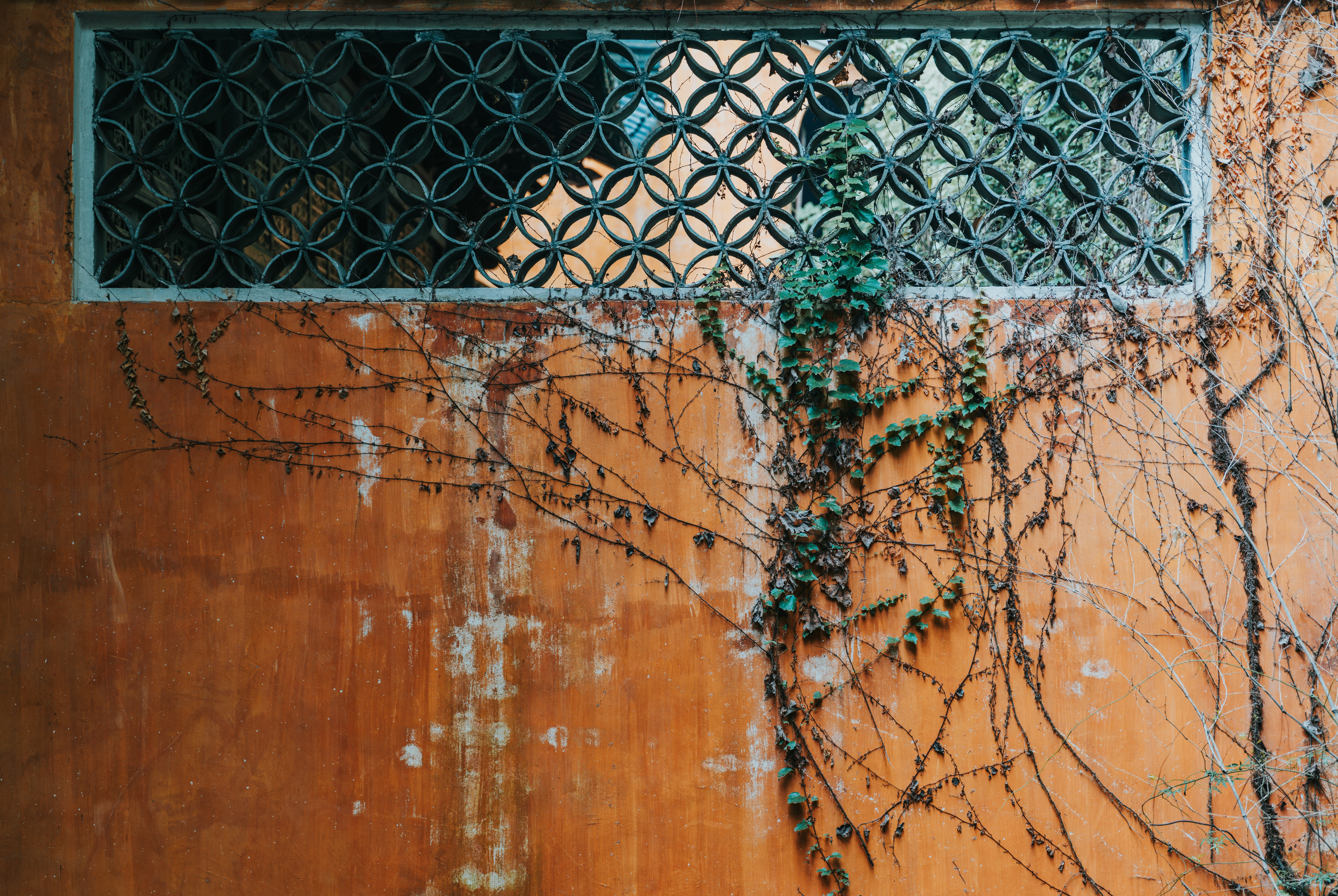 Ivy Veins Framing a Lattice Window on a Weathered Orange Wall