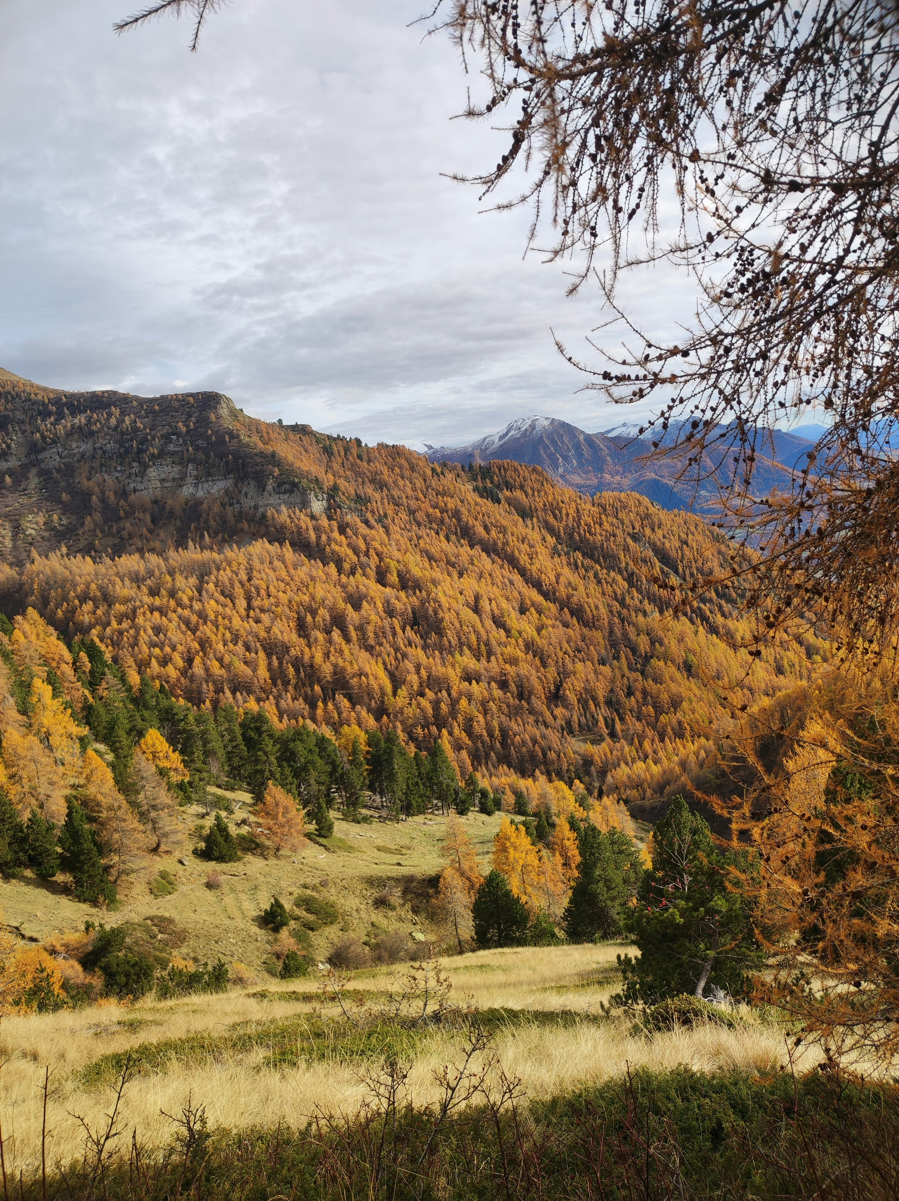 Autumn Gold Across the Ridge: Pines Warm a Mountain Valley