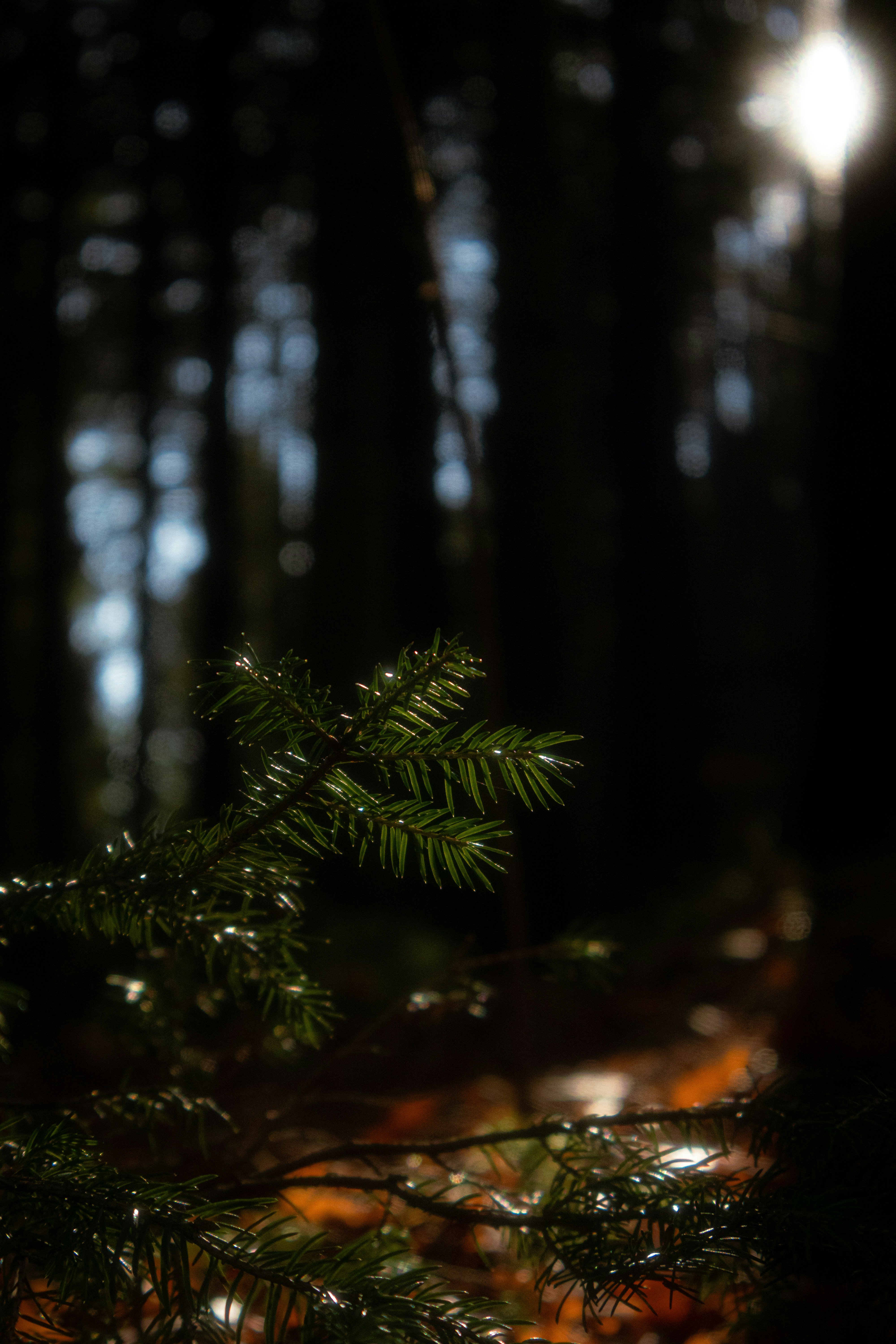 Sunlit Needle: A Quiet Moment in the Shadowed Forest