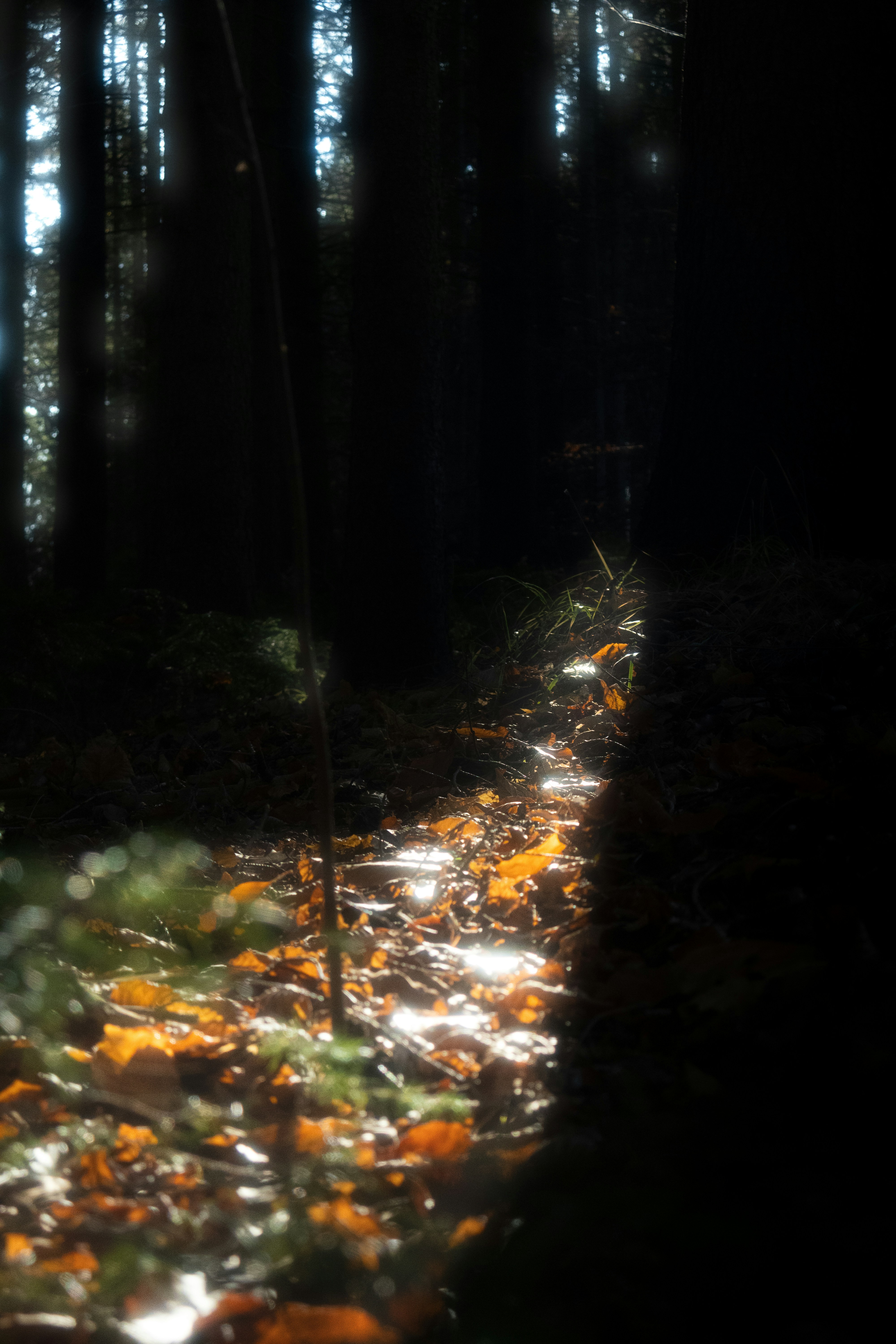 Ember Light on a Shadowed Forest Path