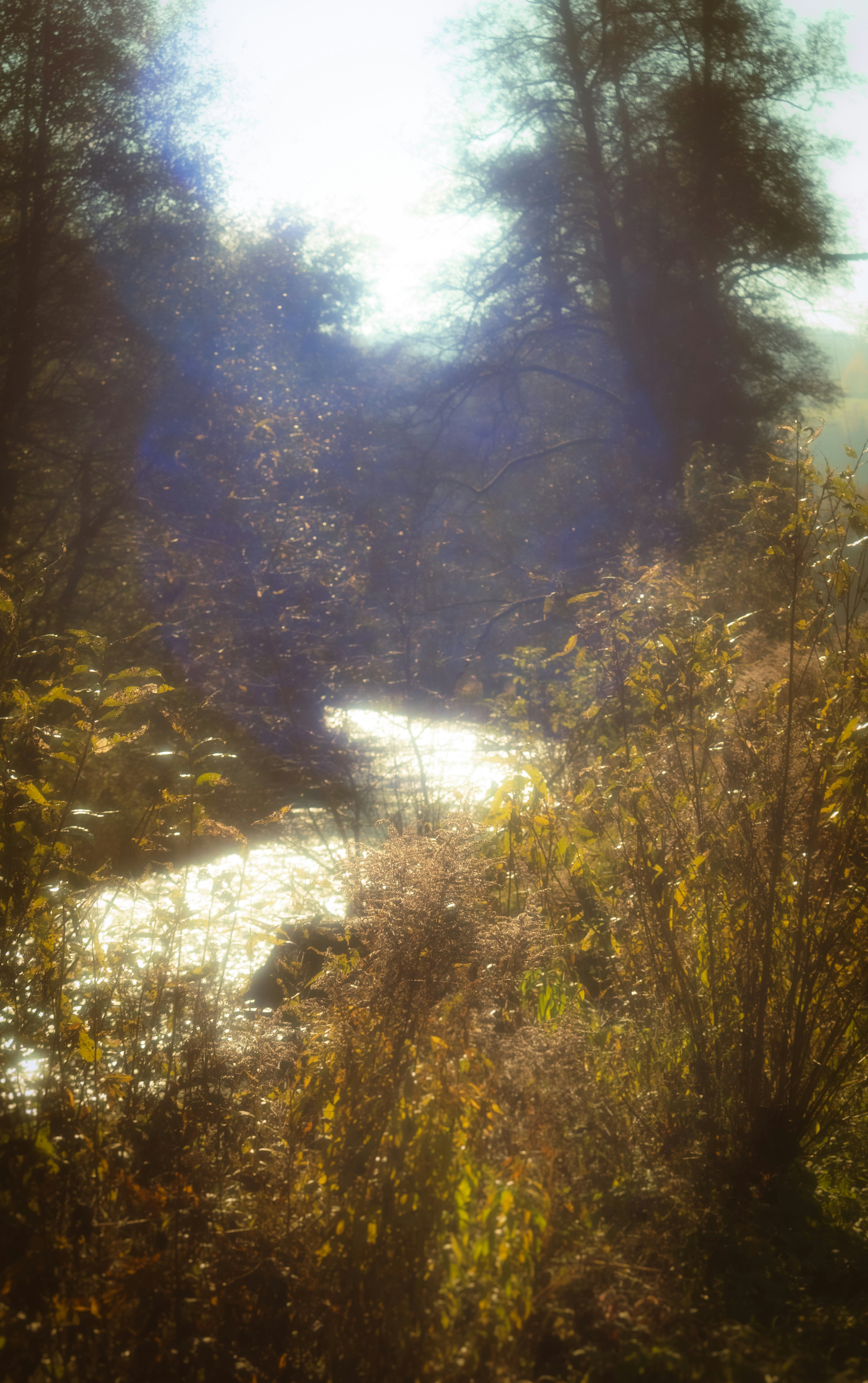 Glint on the Riverbank: Sunlit Grass, Mist, and a Quiet Current