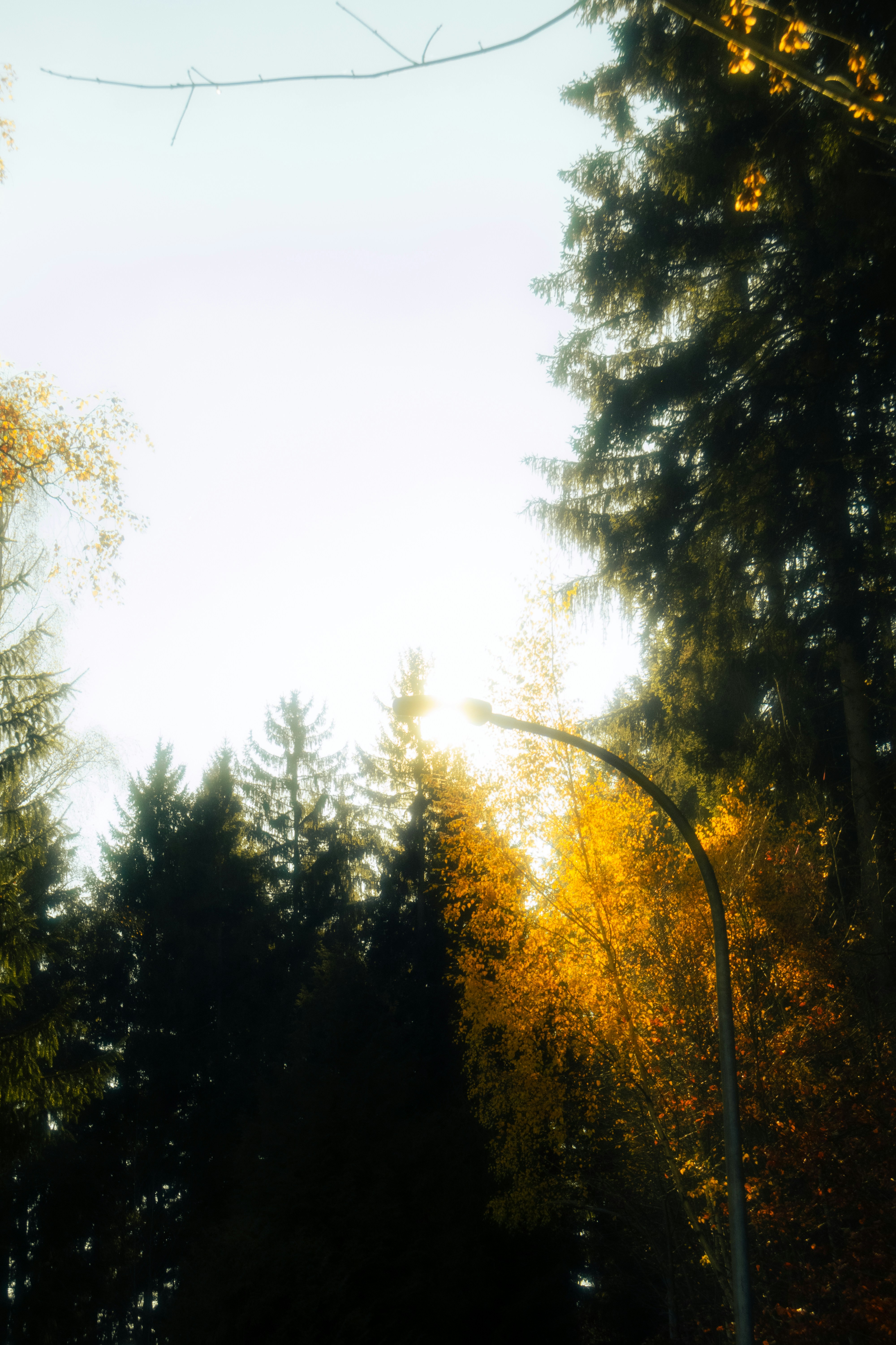 Arc of Light Through Autumn Pines