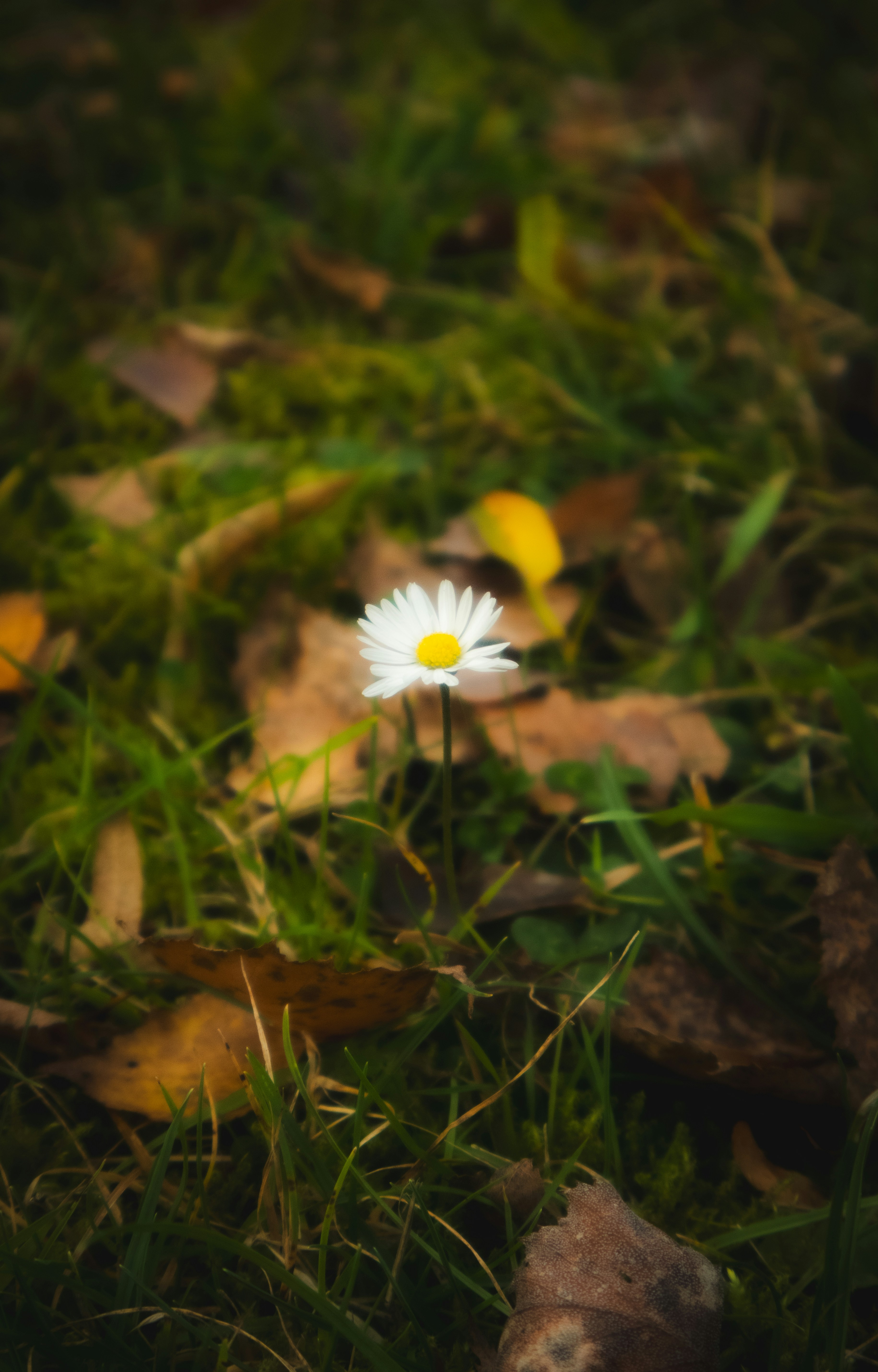 A Lone Daisy Stands Still: Crisp Bloom Amid Autumn's Leaf Carpet