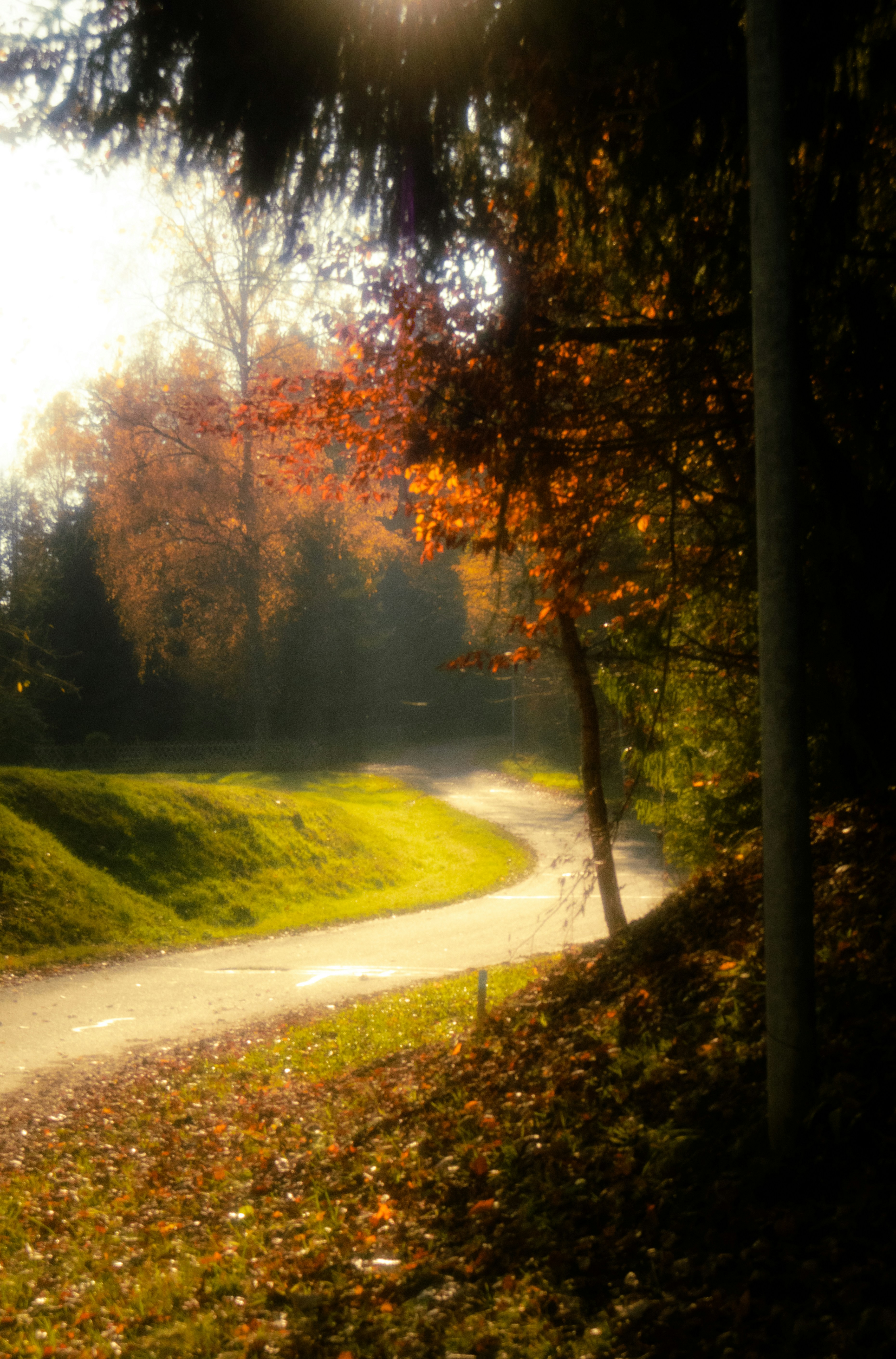 Sun-Kissed Curve: An Autumnal Park Path in Hazy Light