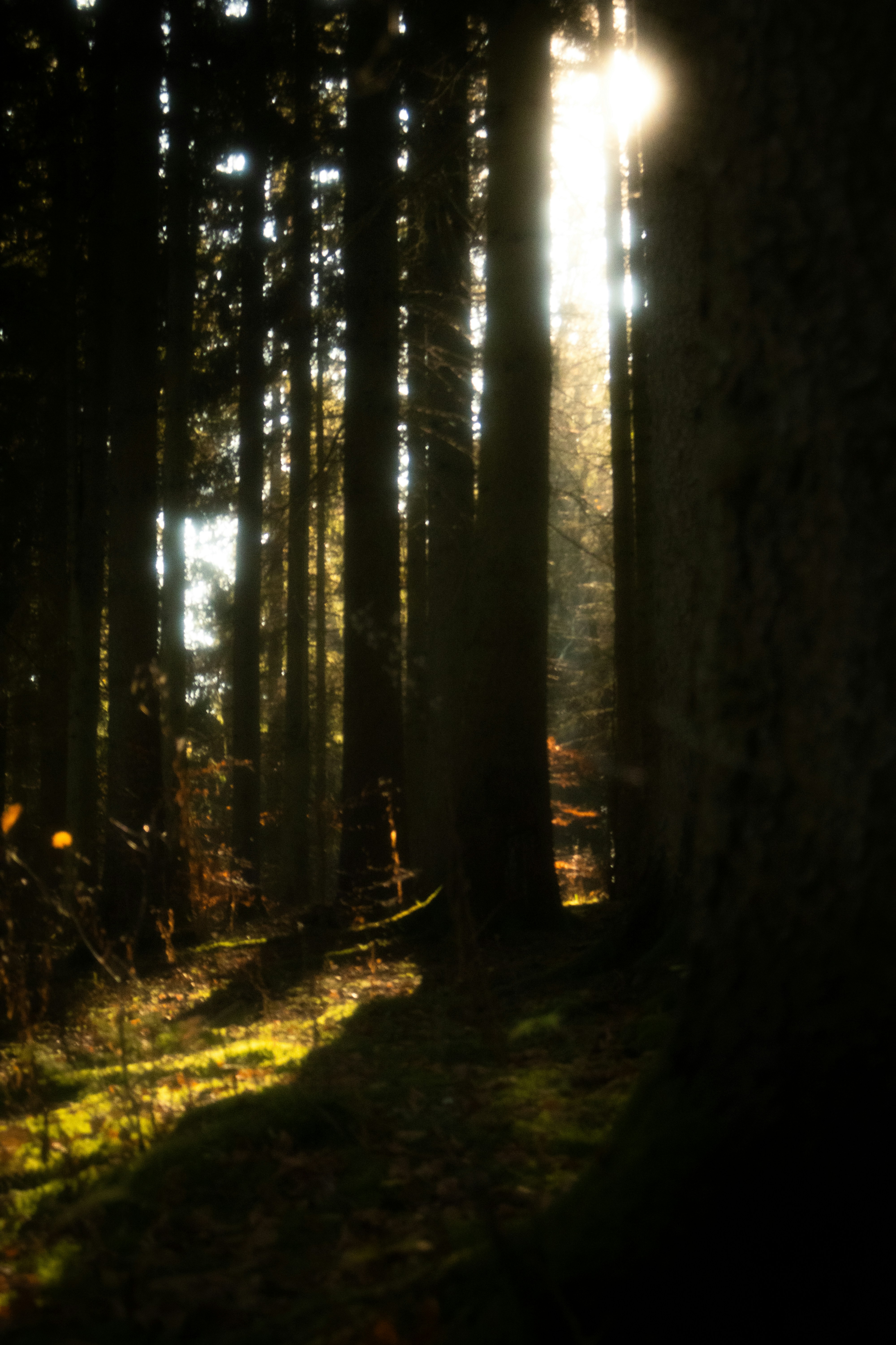 Photo by Leonardo Scharm with Canon EOS R50