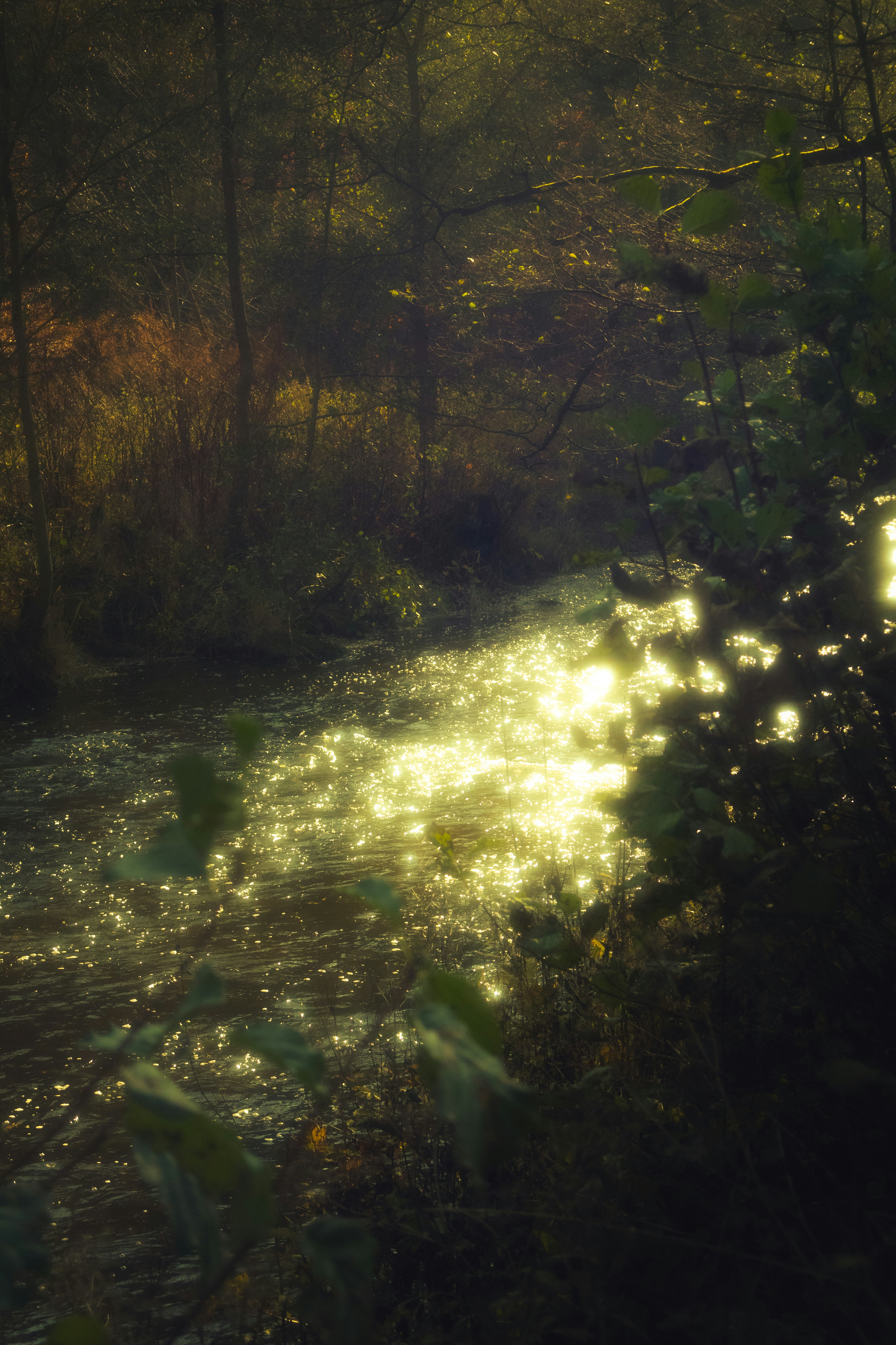 Glints on the Forest River: Backlit Quietude