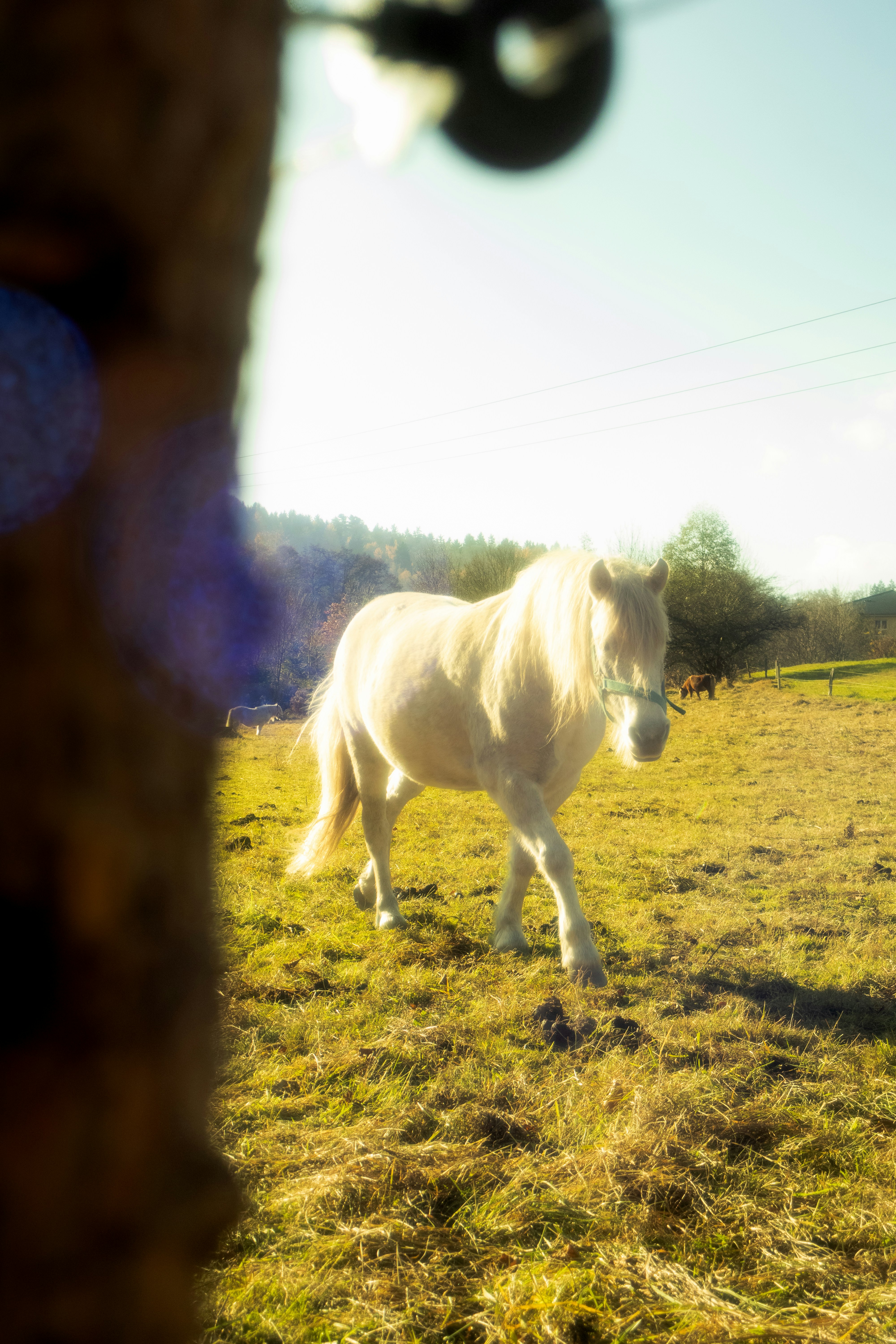 Luminescent Mare in a Sunlit Meadow with Soft Lens Flare