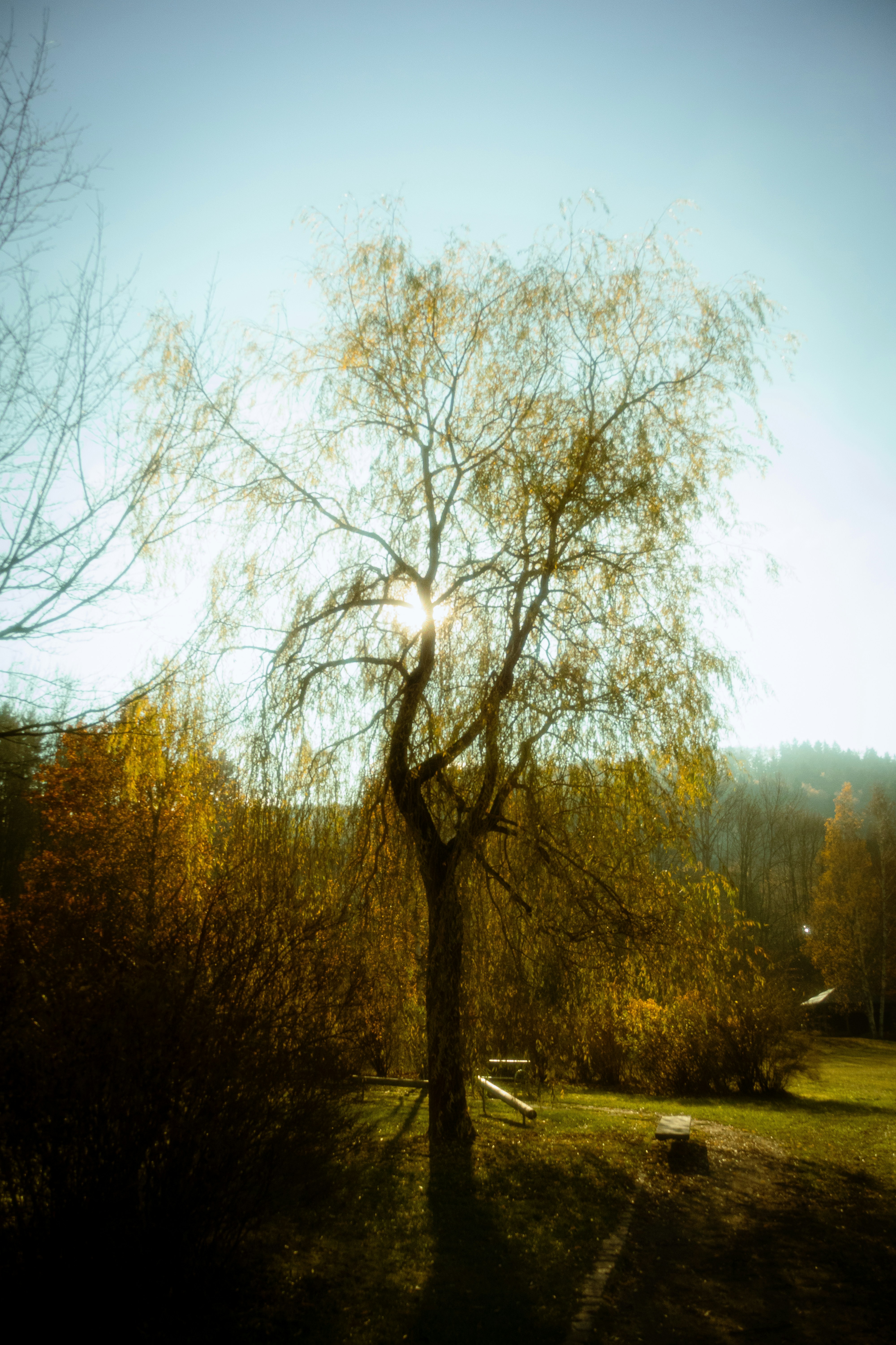 Sunburst Through a Willow in a Quiet Autumn Park