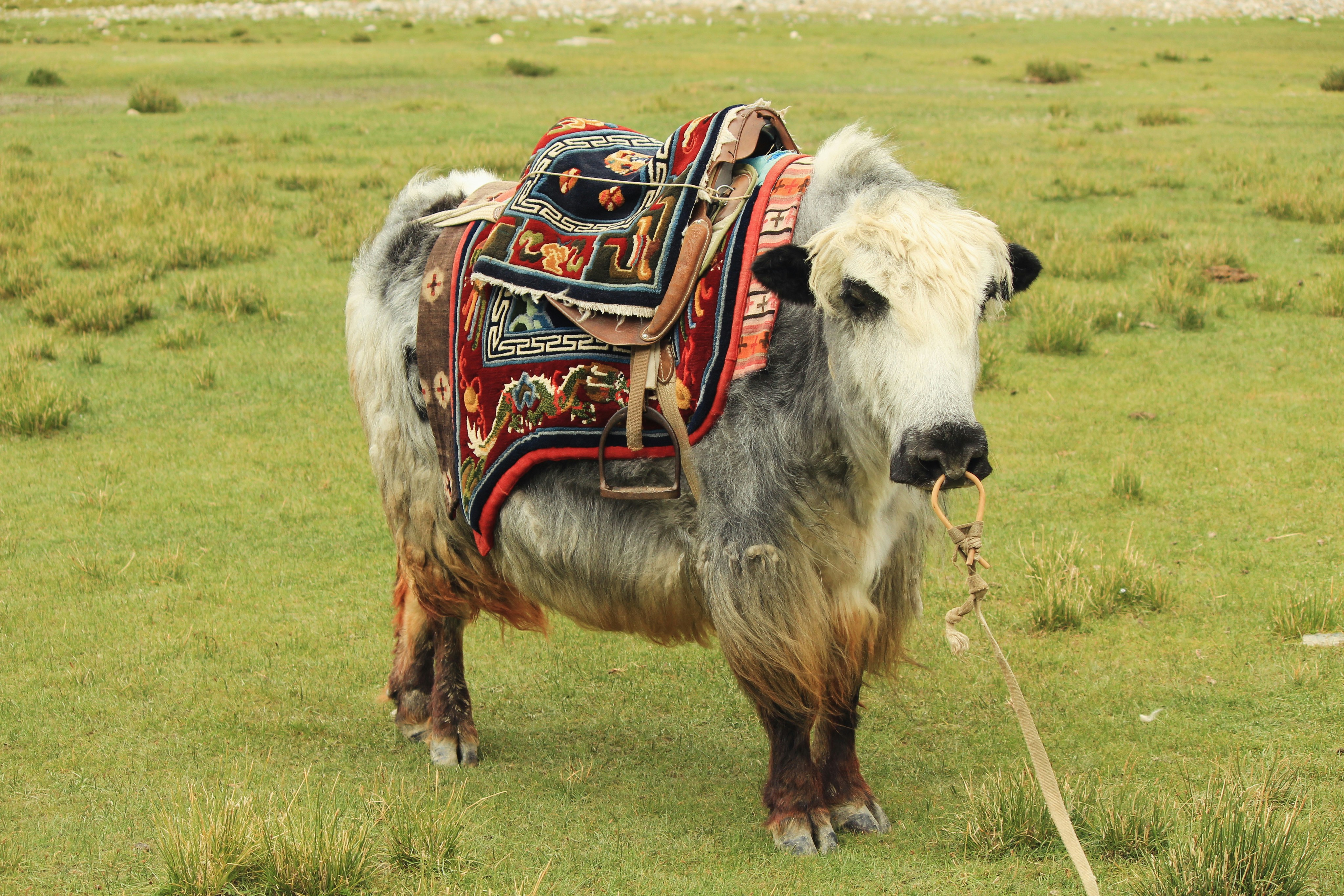 A yak decorated to attract people to ride .Leh Ladakh