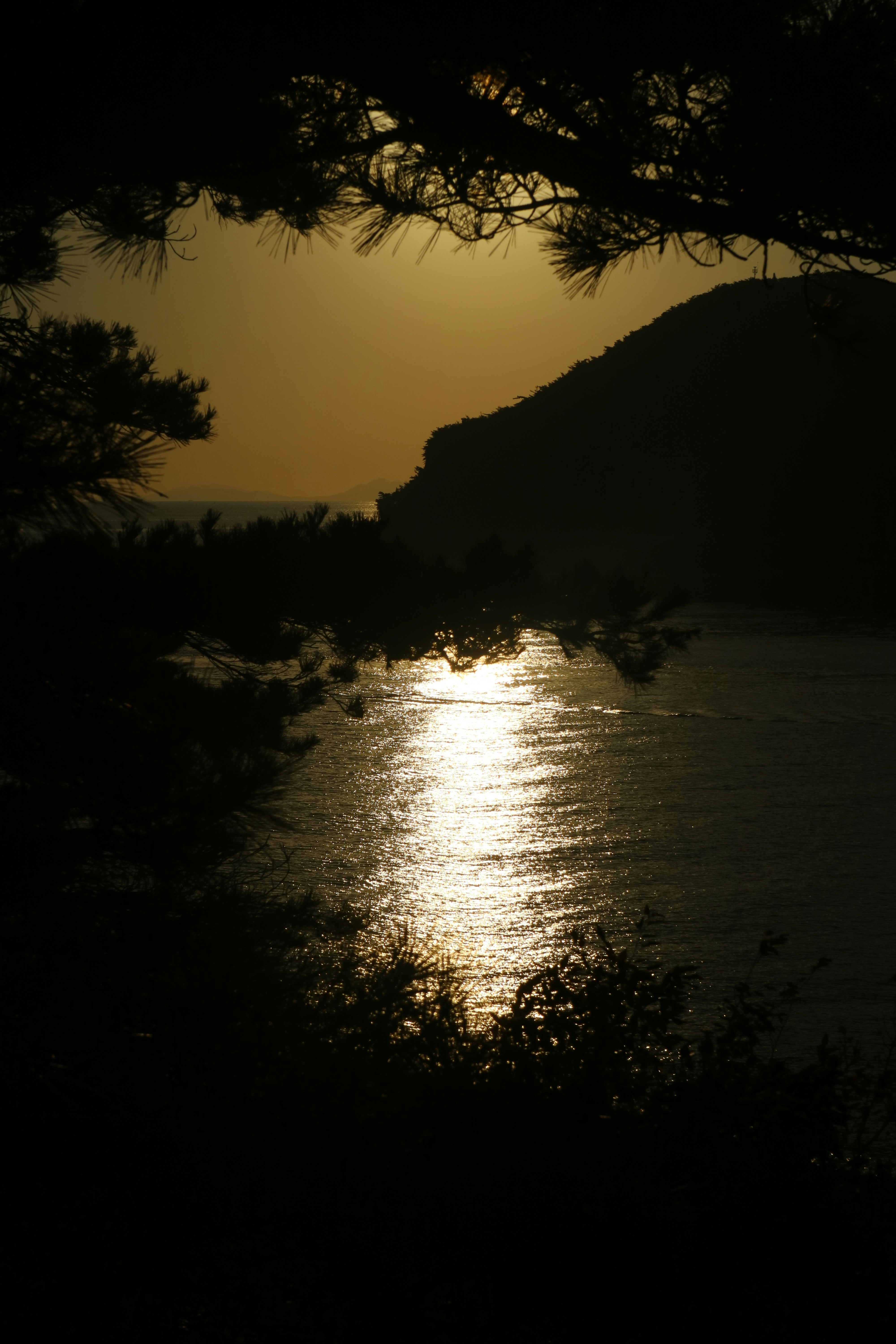 Gold-Touched Pines: Silhouettes Framing a Dusk Coastal Sunset