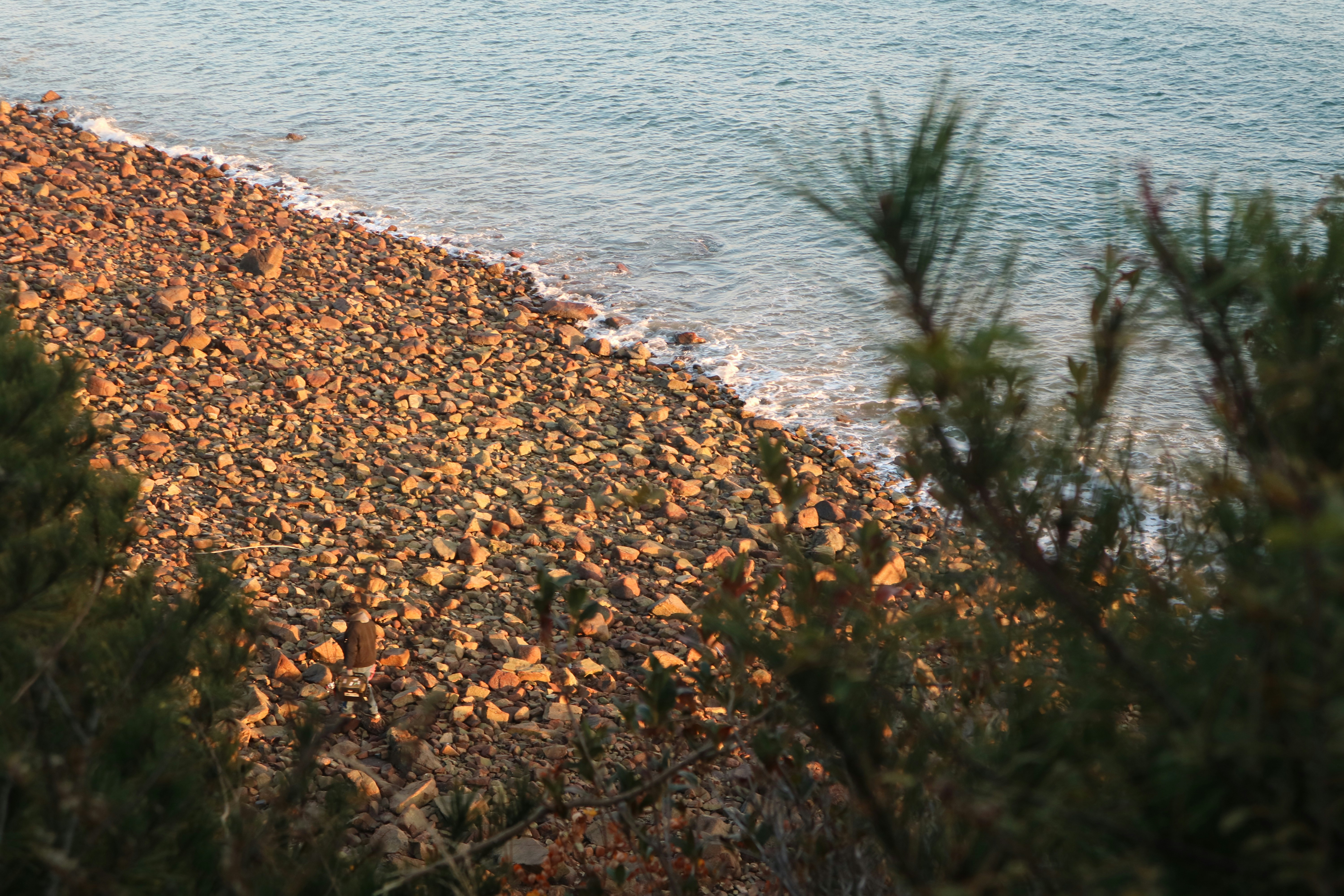 Pebble Coastline Framed by Pine Fronds Over Quiet Blue Water