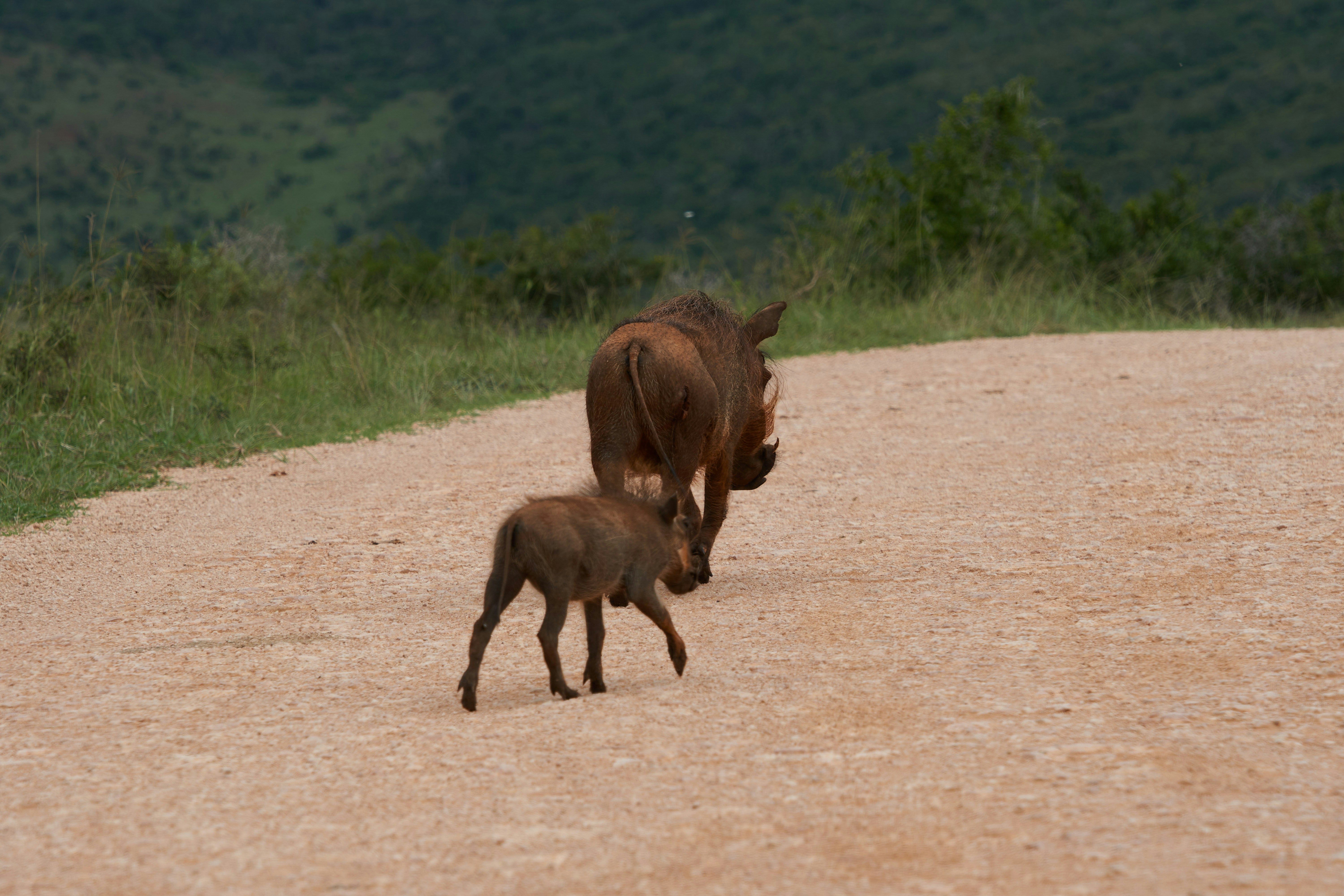 A warthog and its young walk on a dirt road. photo – Free Animal Image ...