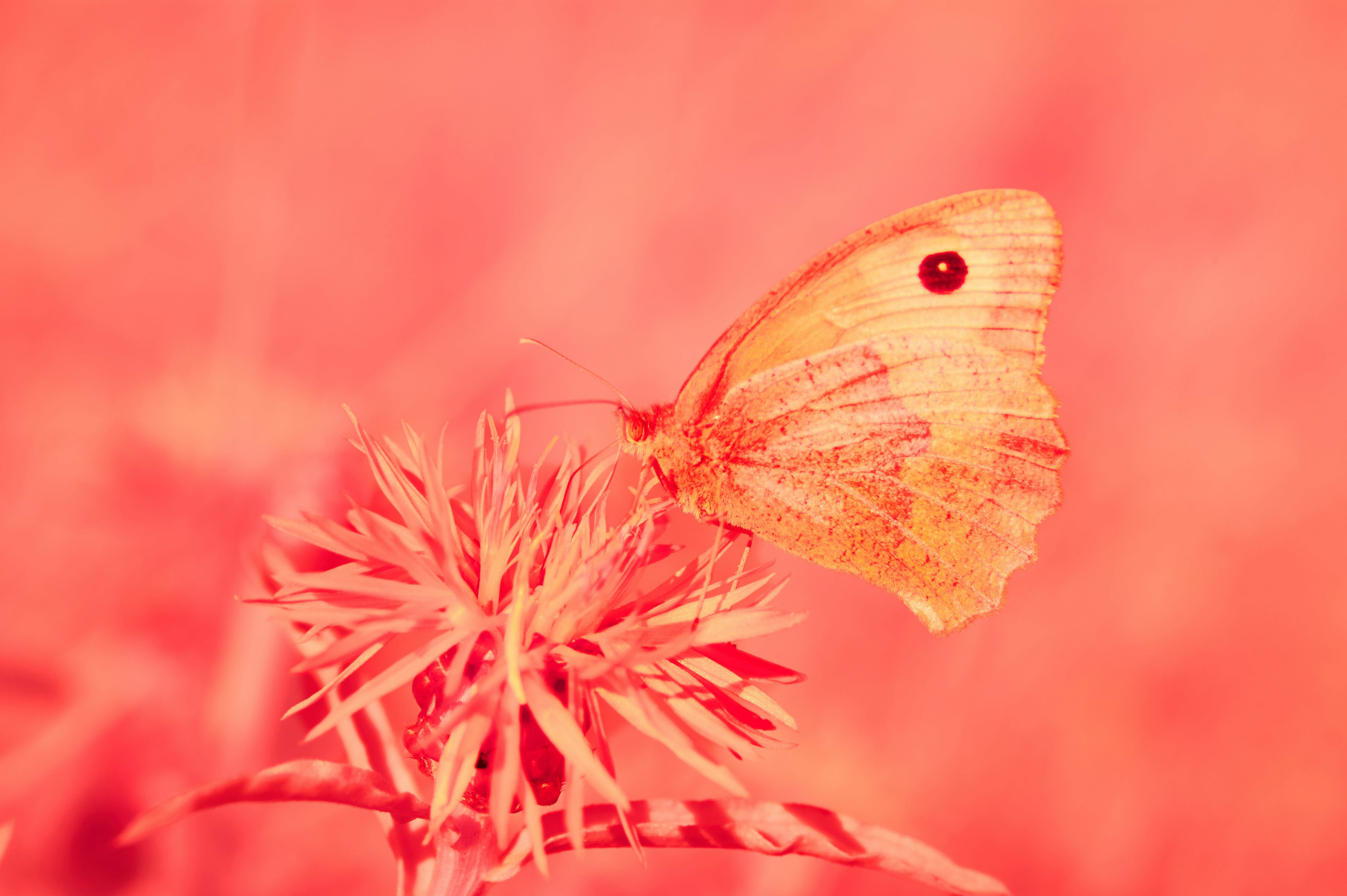 Crimson Glow: Butterfly at rest on a spiky blossom