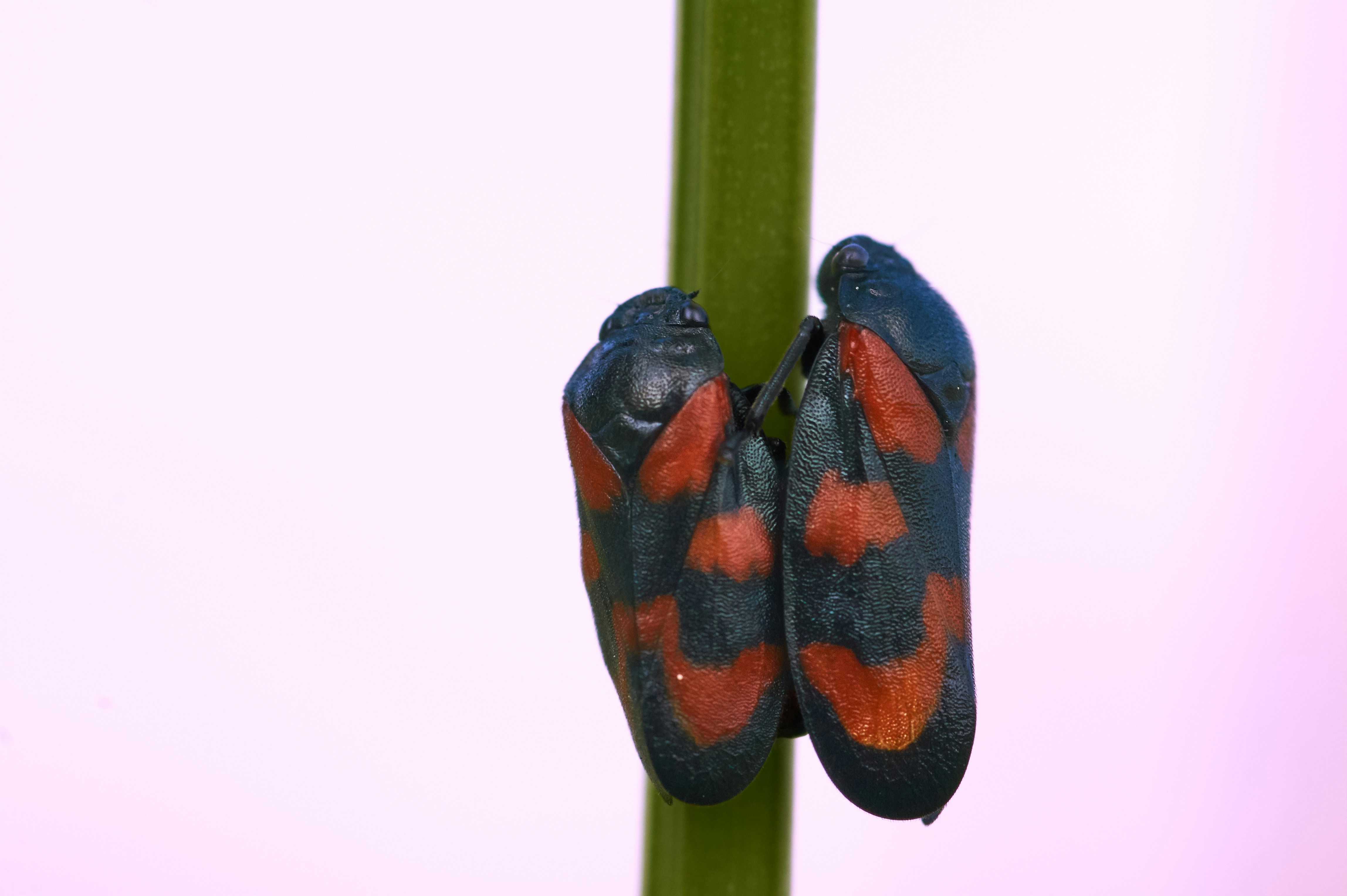 Twin-Patterned Moths Cling to a Green Stem Under a Pink Backdrop