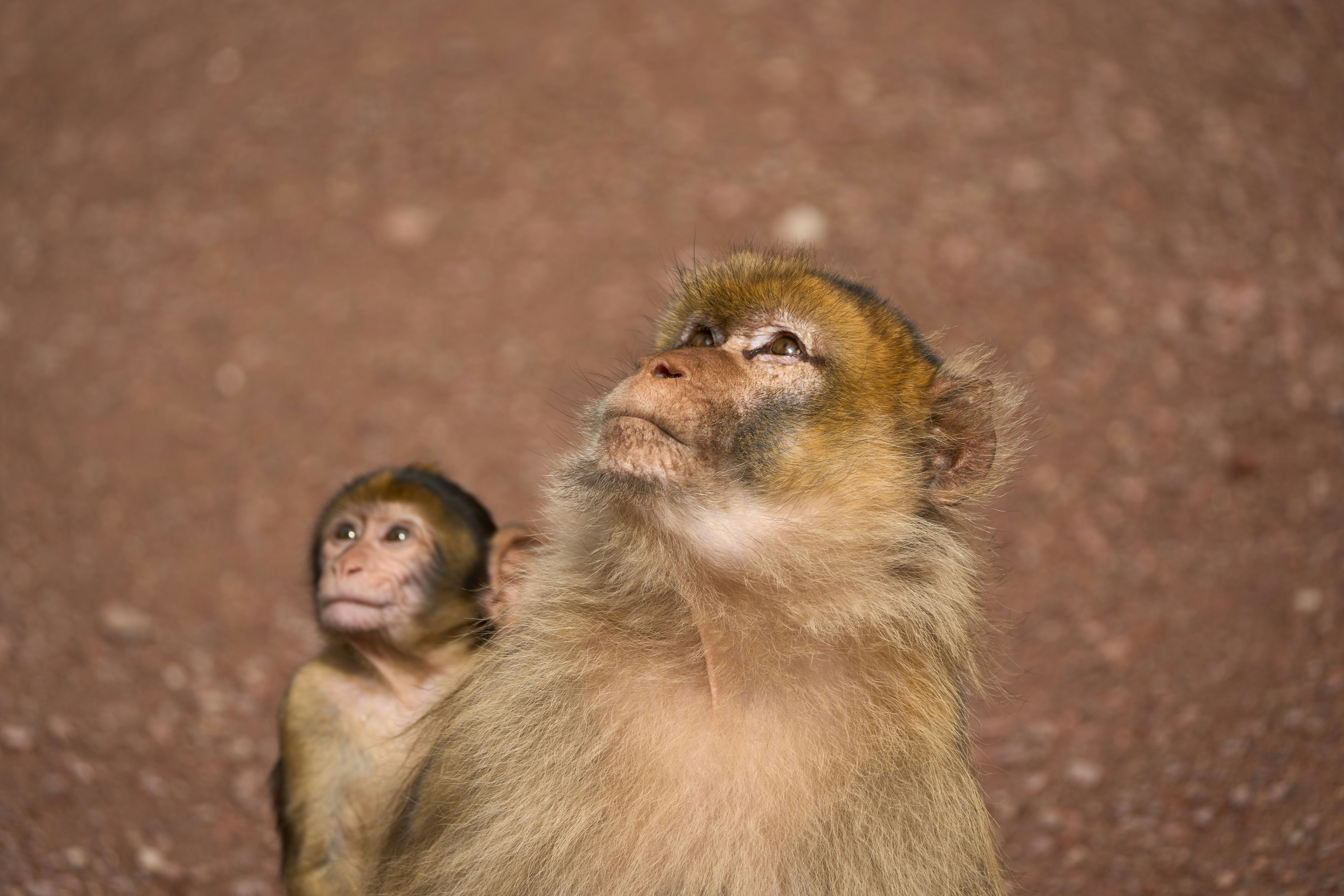 Dusty Gaze: A Mother Monkey and Her Infant Look Toward the Sky
