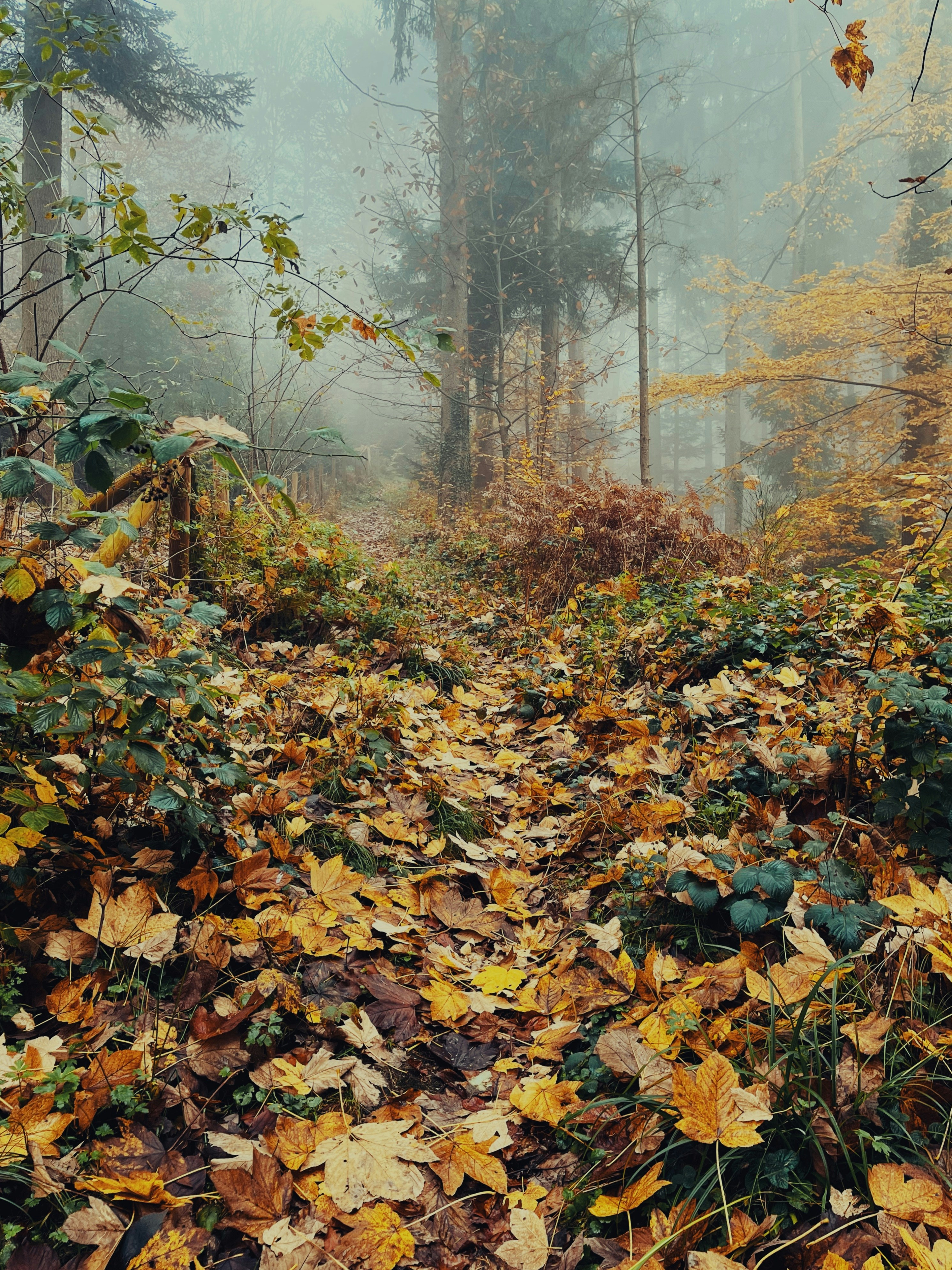 Photo by Iryna Muller with Apple iPhone 13