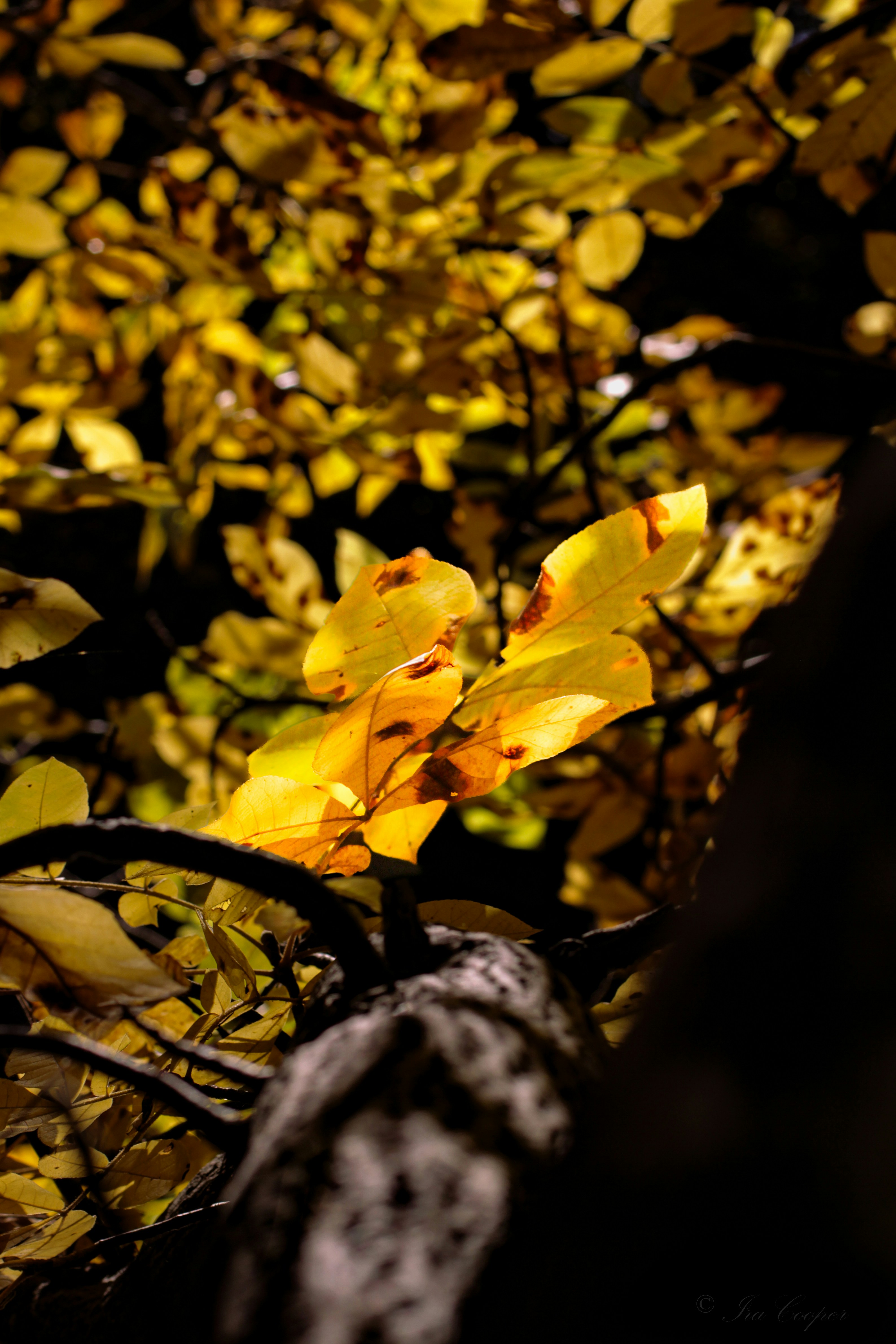 Photo by Ira Cooper with Canon EOS 2000D