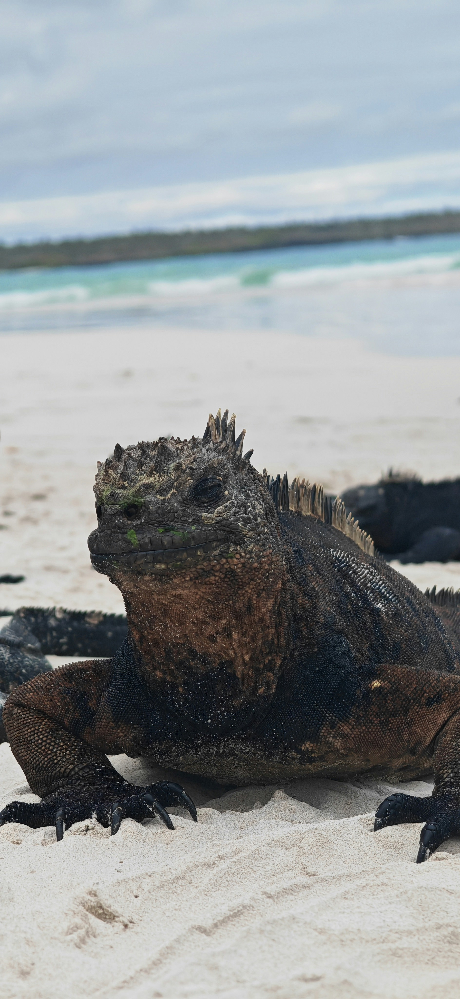 Marine iguana resting on a sandy beach with ocean background.