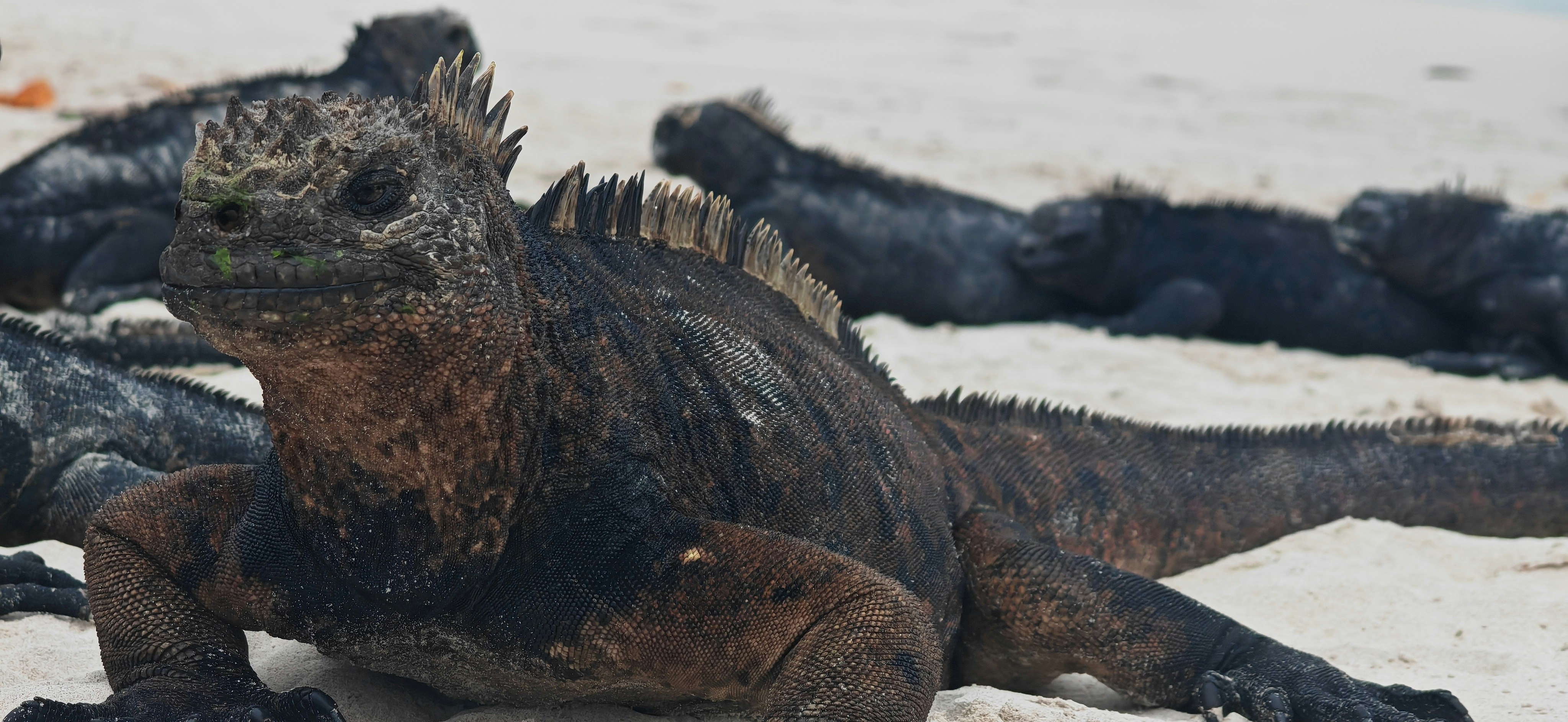 Marine iguanas resting on a sandy beach.