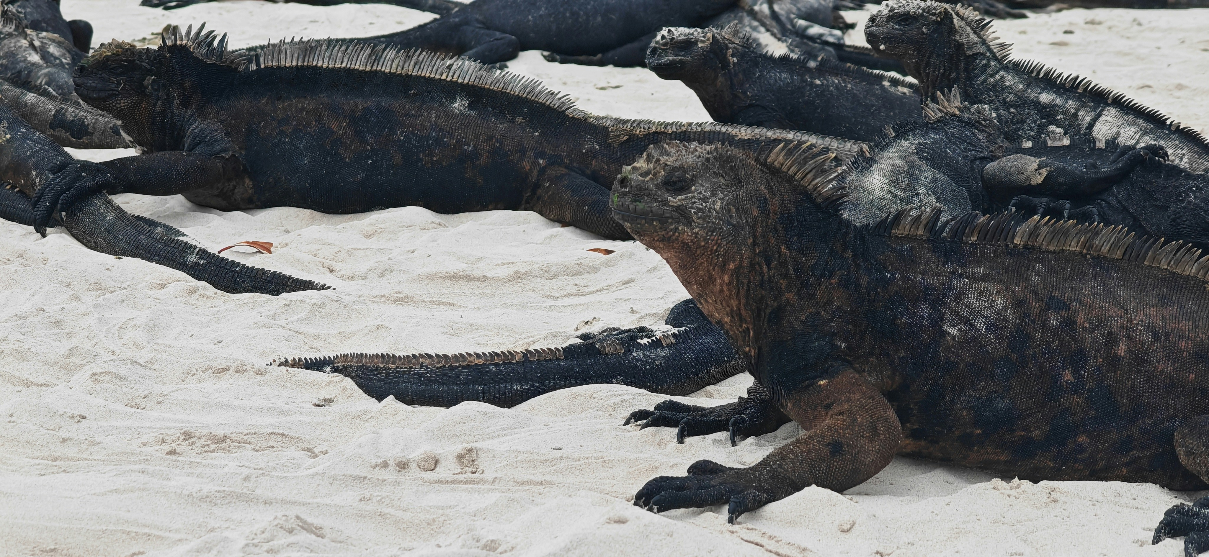 Marine iguanas resting on a sandy beach