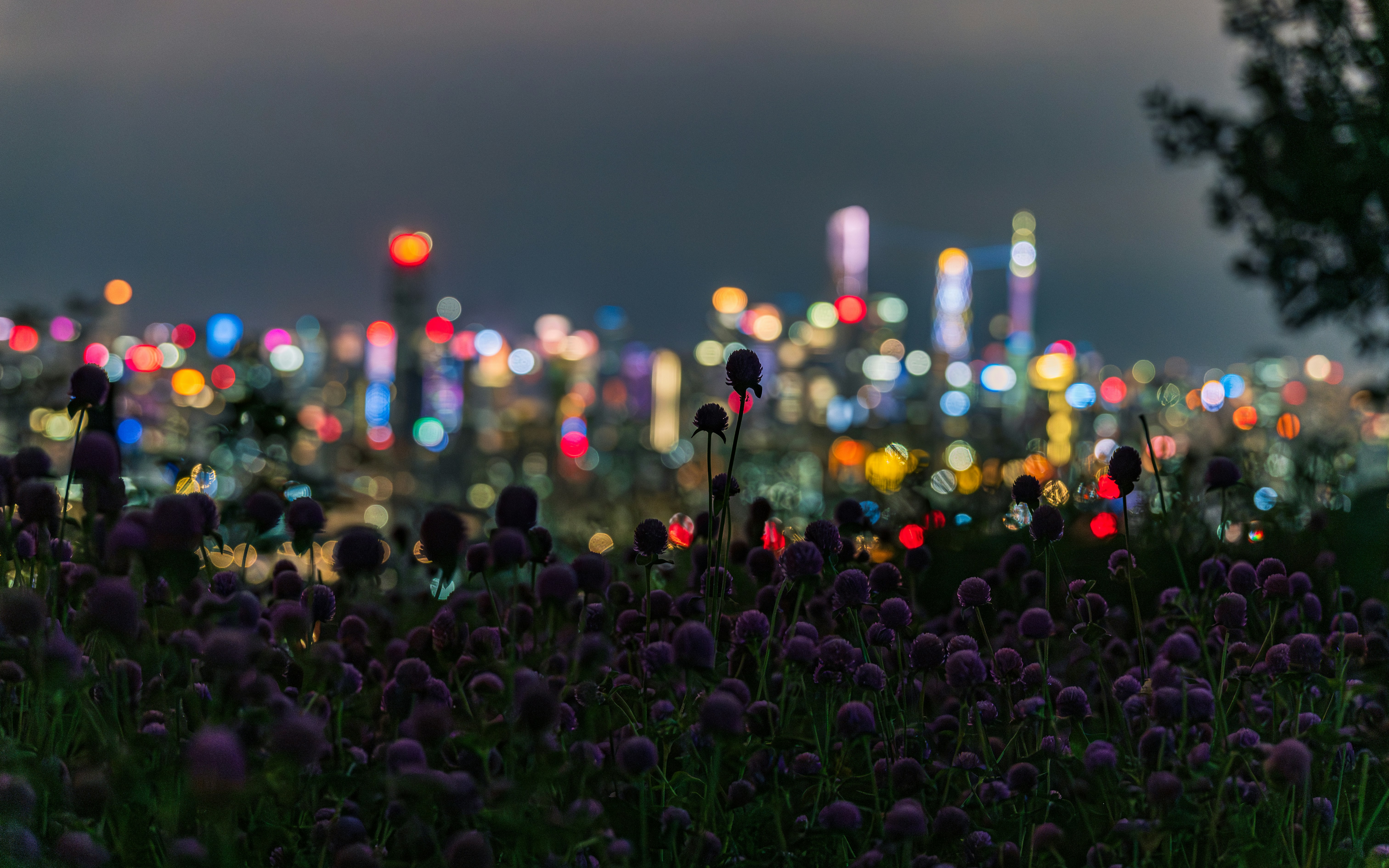 Midnight Velvet Field Framing a Neon City Skyline