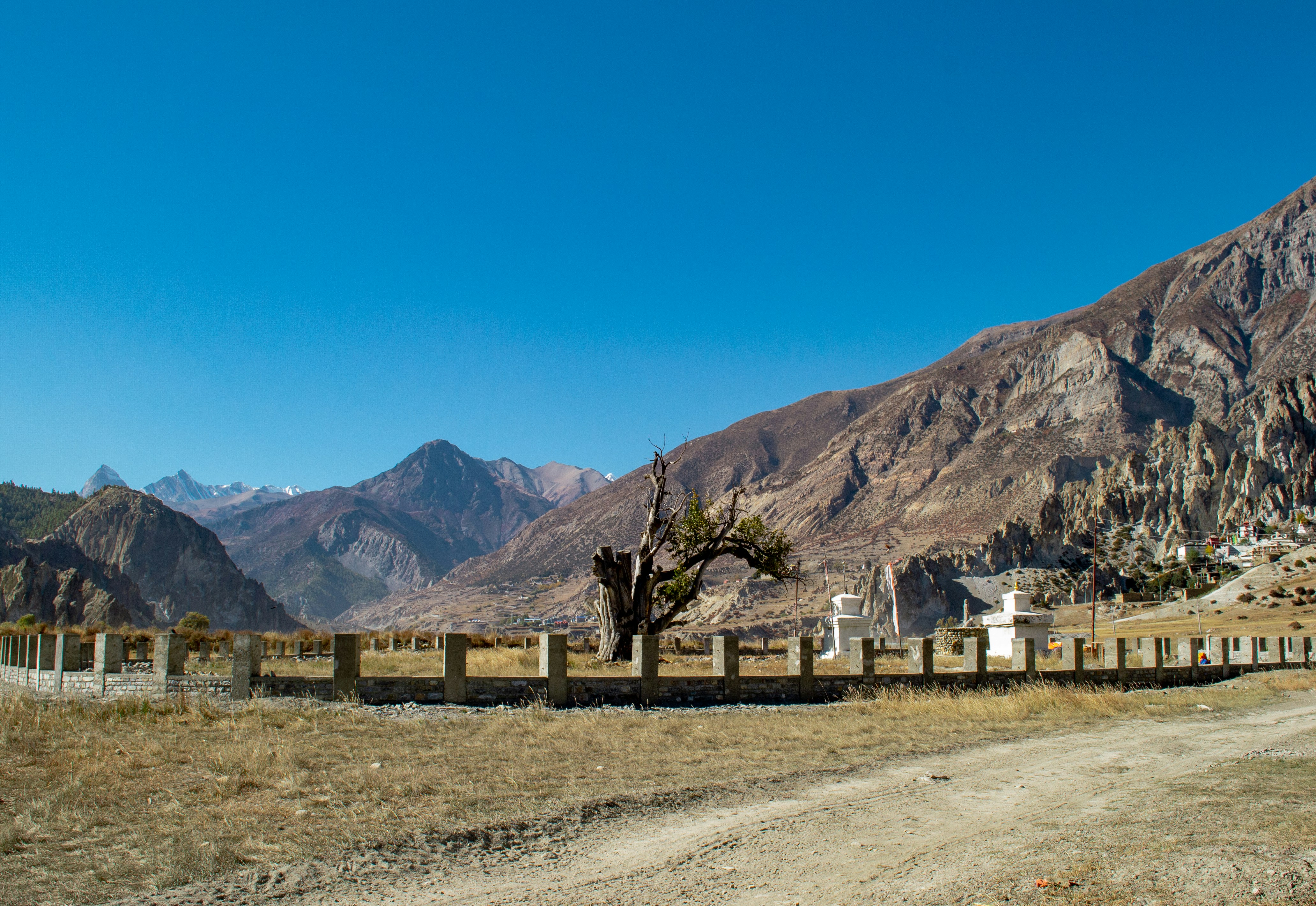Sentinel Tree by the Fence in a Mountain Corridor