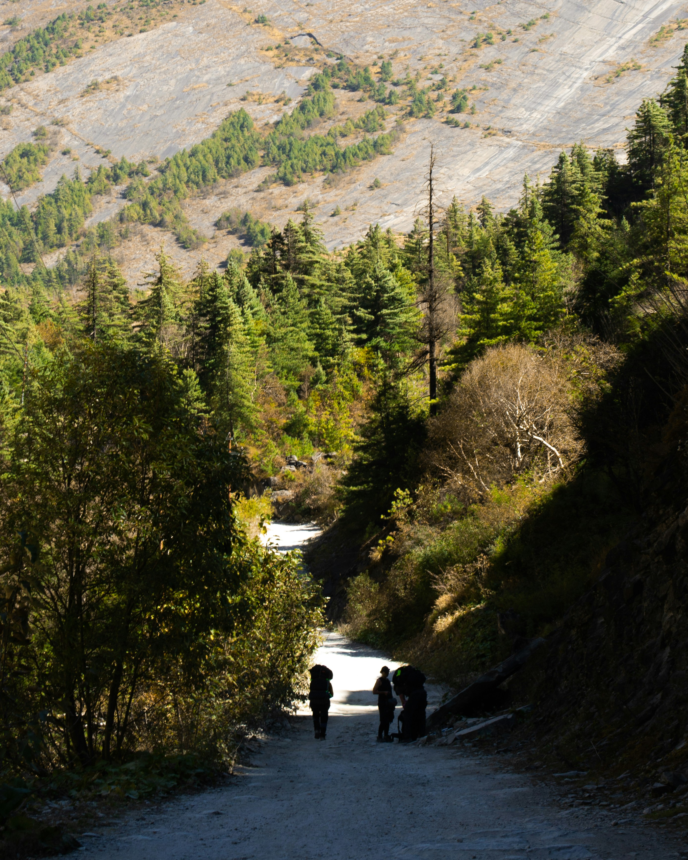 Hikers on a pine-lined dirt trail through a rugged mountain gorge