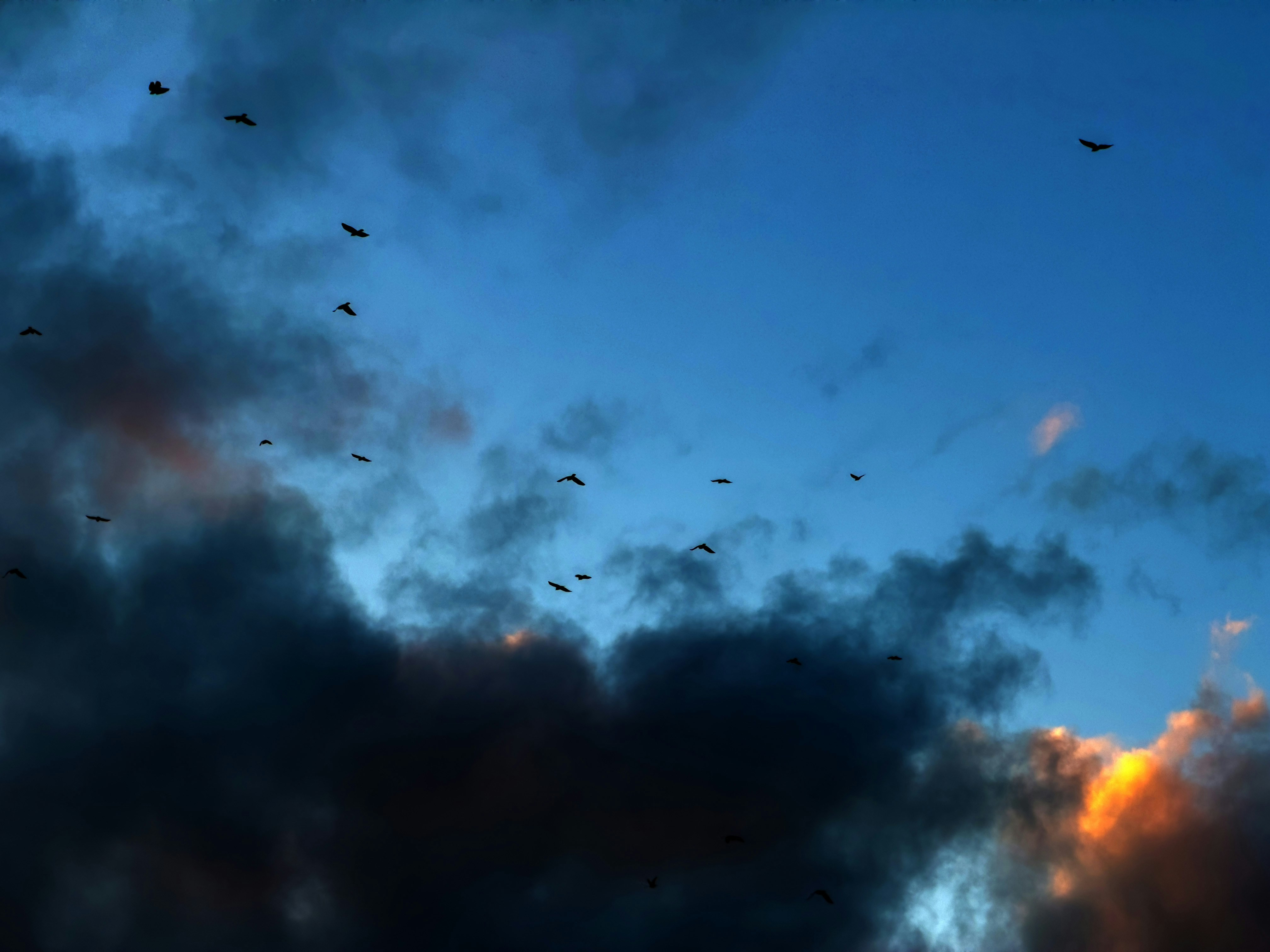 Aerial Chorus Over a Velvet Sky at Dusk