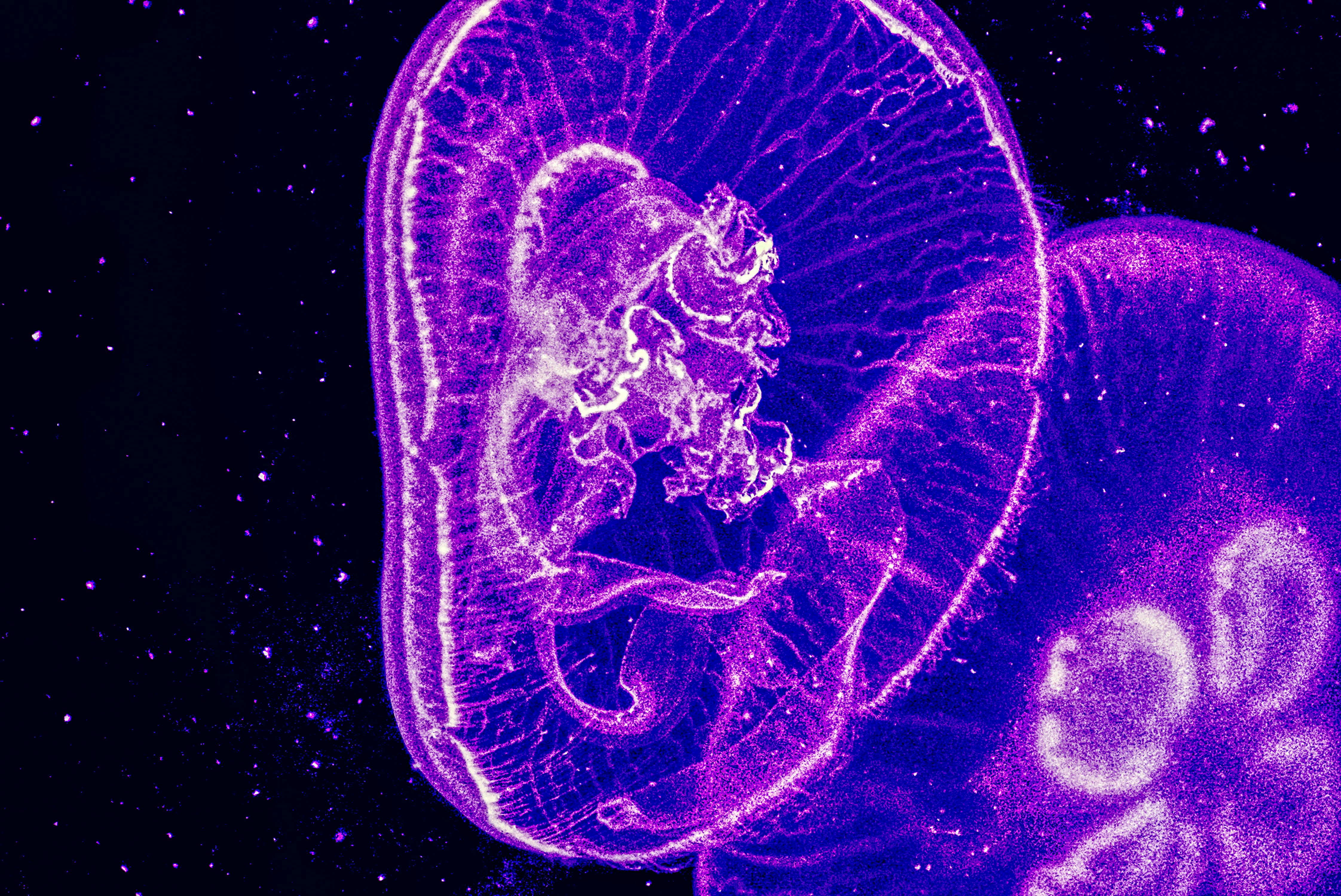 Violet Lantern Drifts Through Neon Darkness